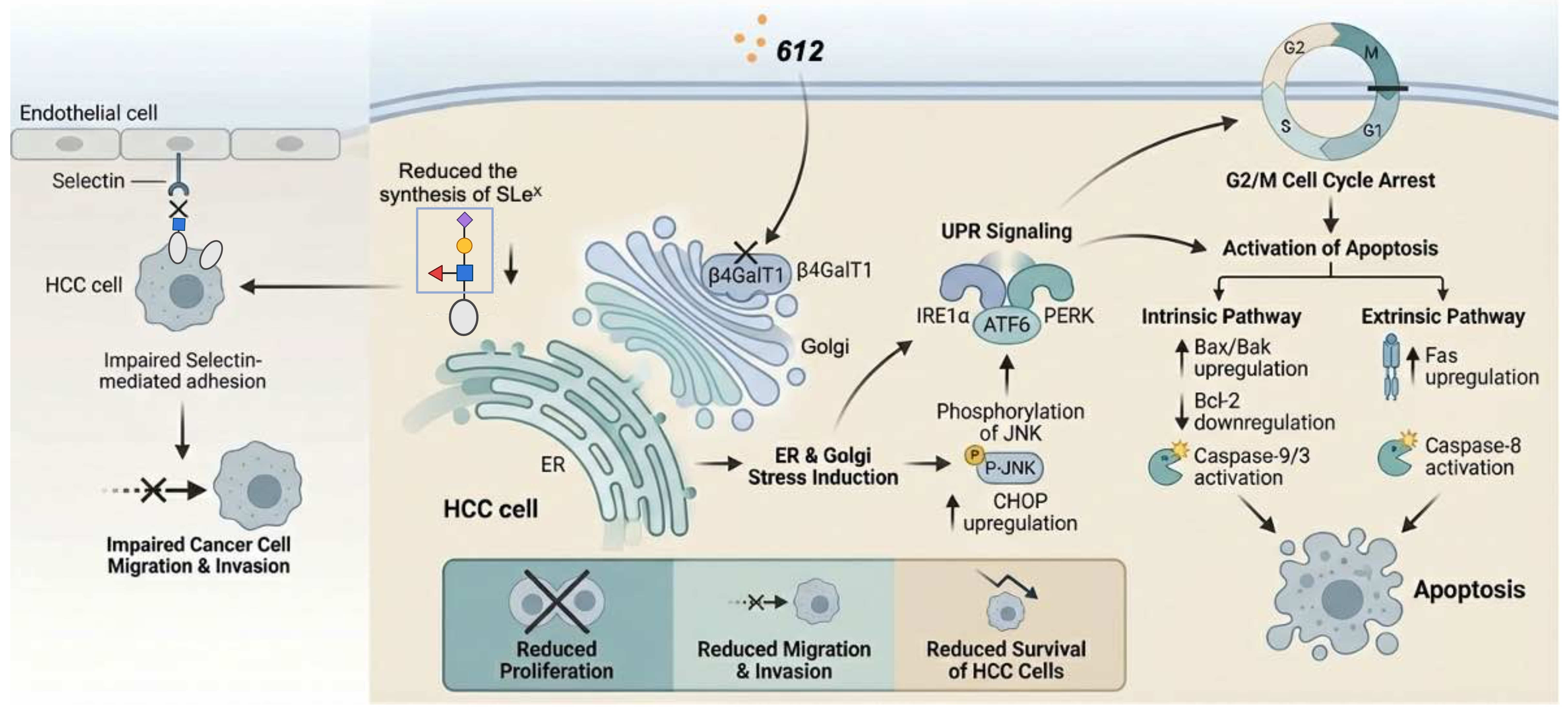 Cytotoxic Effect of a β1,4-Galactosyltransferase Inhibitor in Hepatic ...