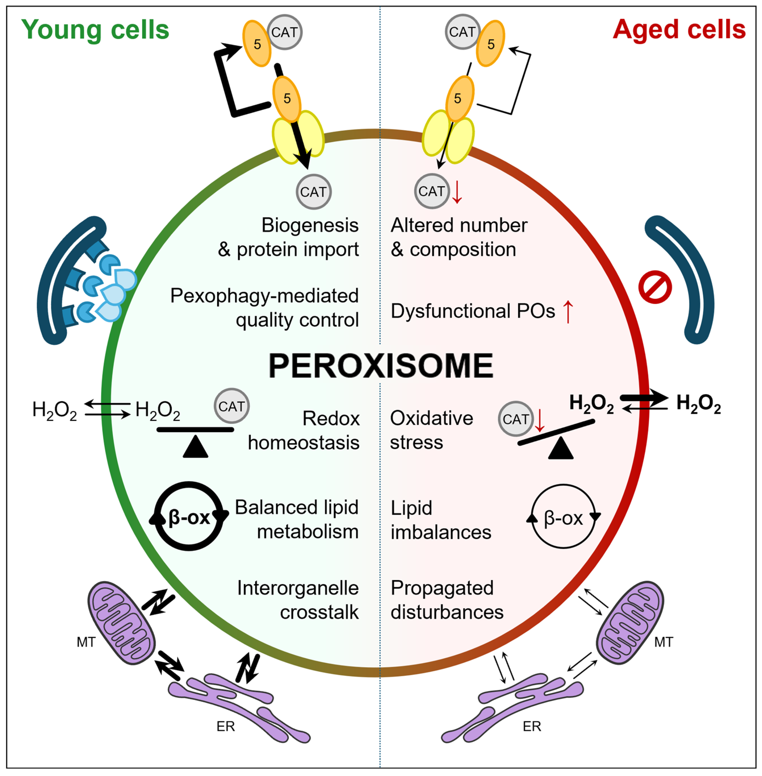 Peroxisomes in Aging: Guardians of Cellular Resilience and Function