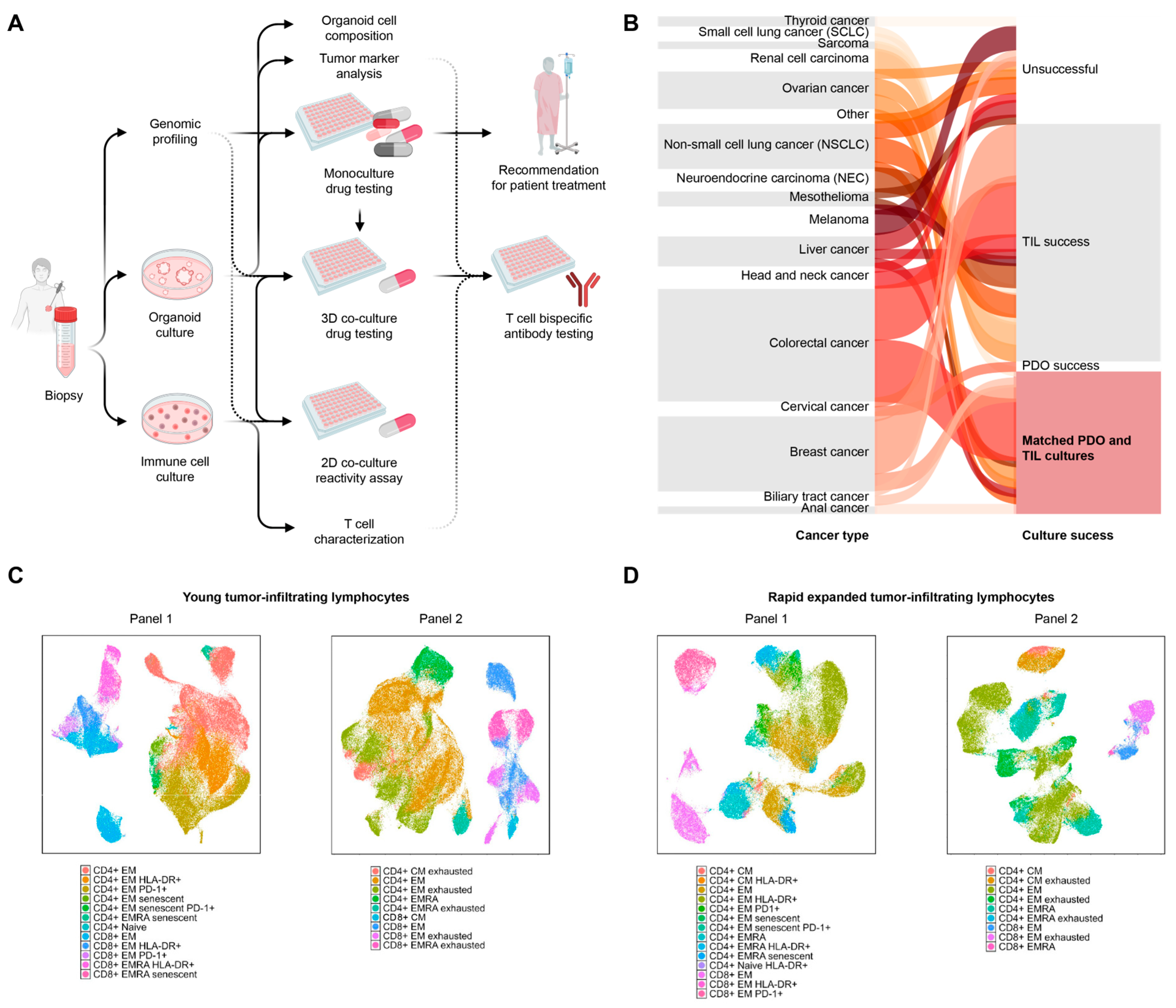 Immune Cell Modulation of Patient-Matched Organoid Drug Response in ...