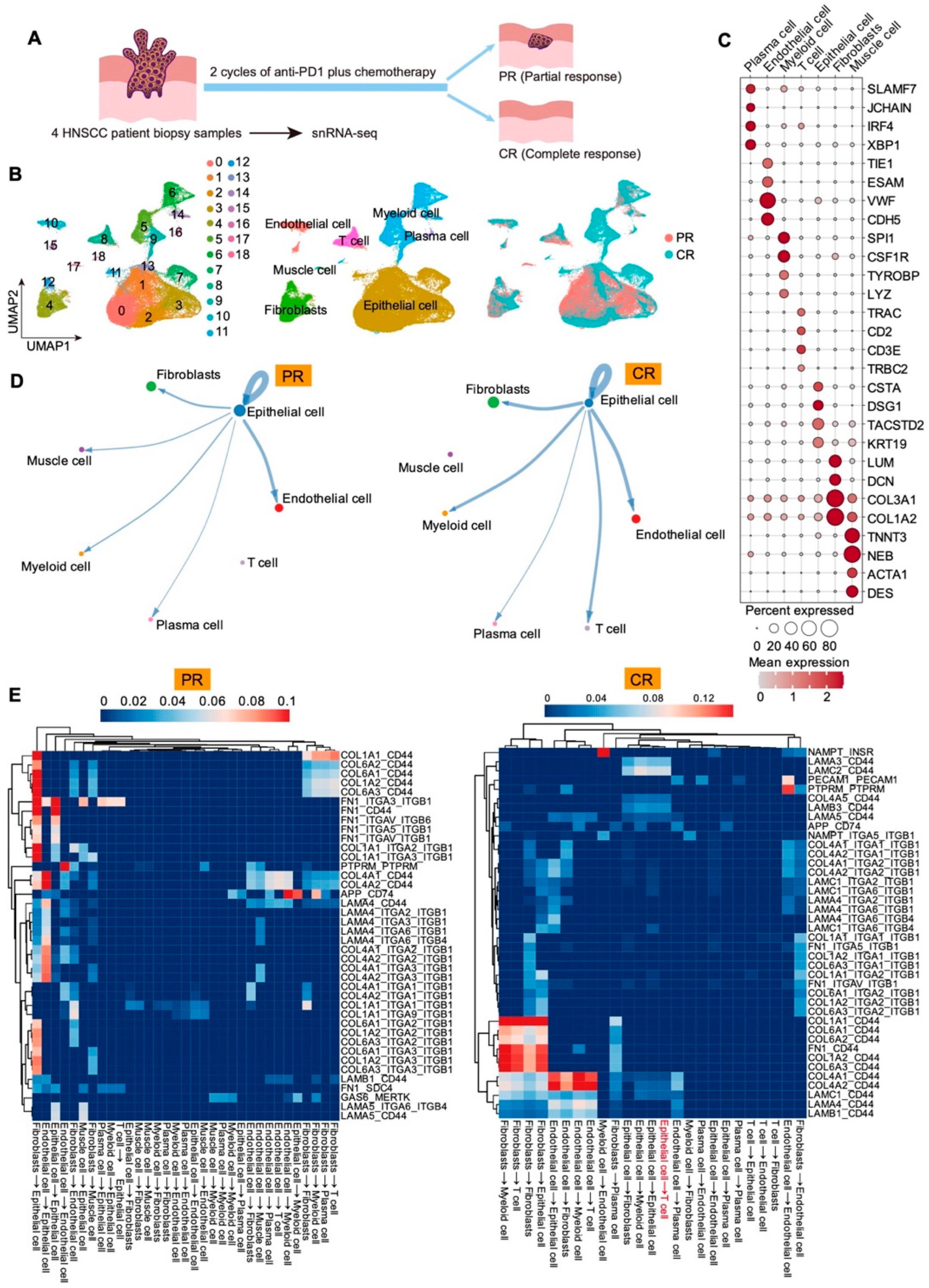 CD80-Mediated T-Cell Suppression by Cancer Stem-like Cells in Head and ...