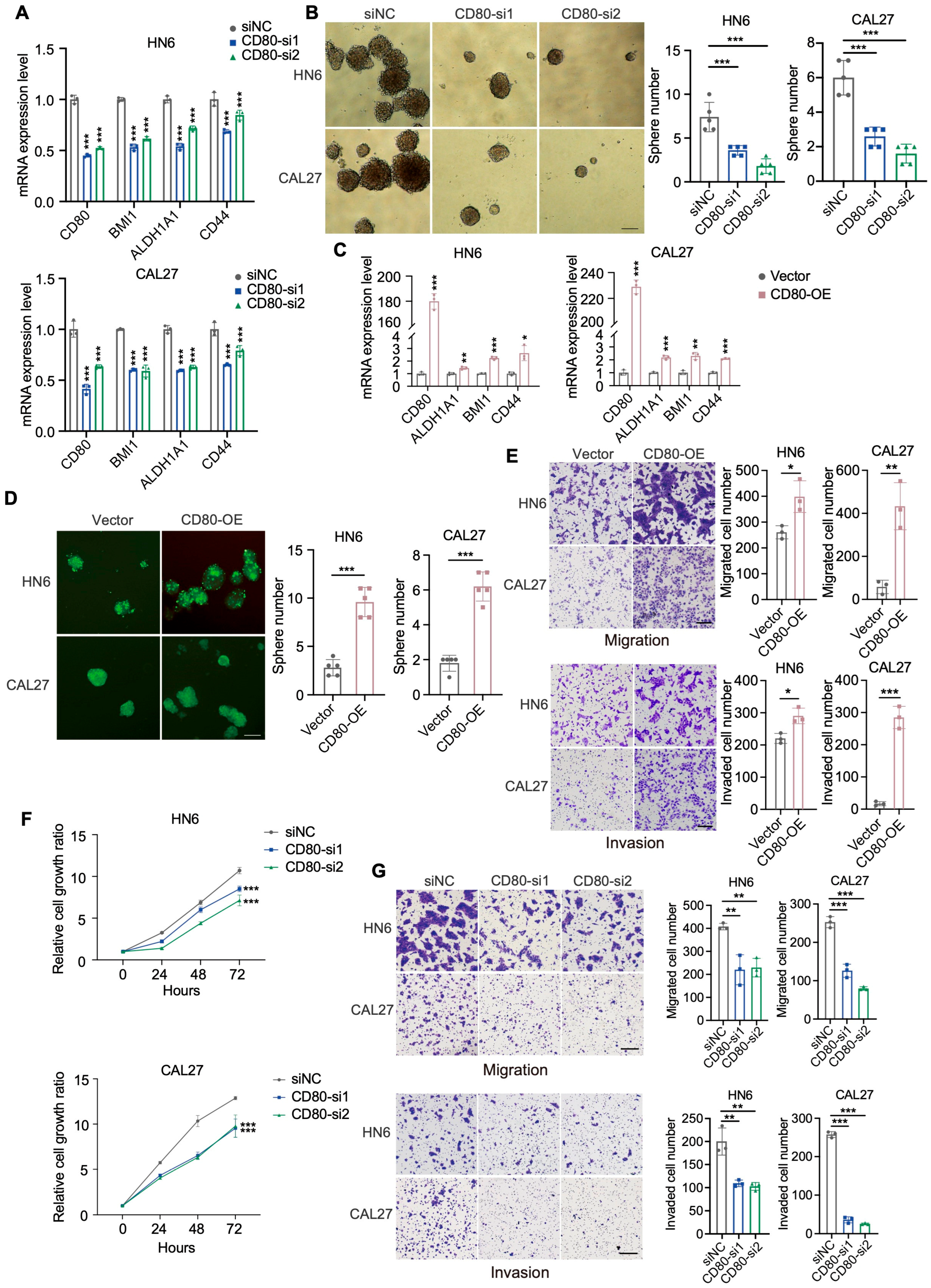 CD80-Mediated T-Cell Suppression by Cancer Stem-like Cells in Head and ...