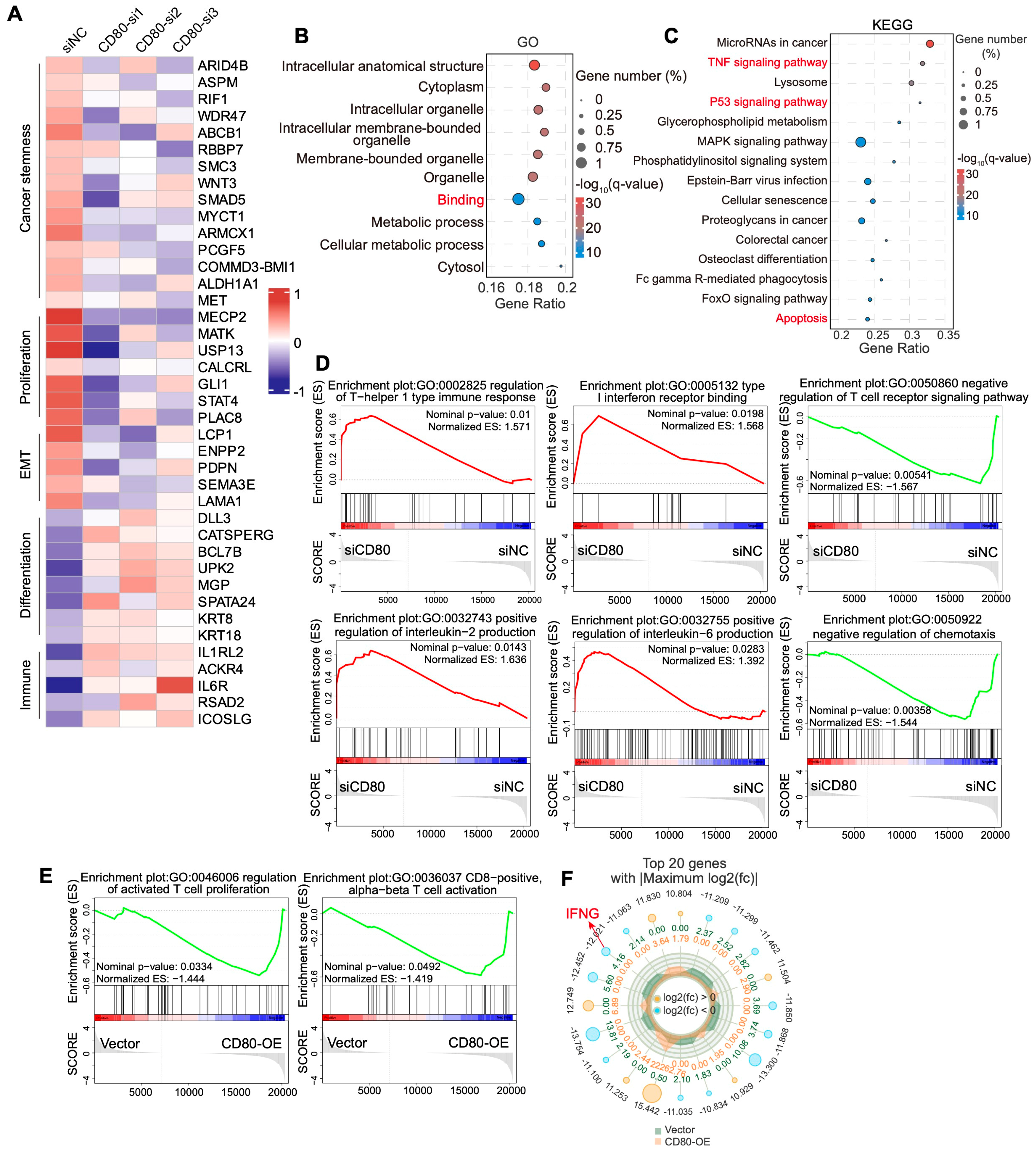 CD80-Mediated T-Cell Suppression by Cancer Stem-like Cells in Head and ...