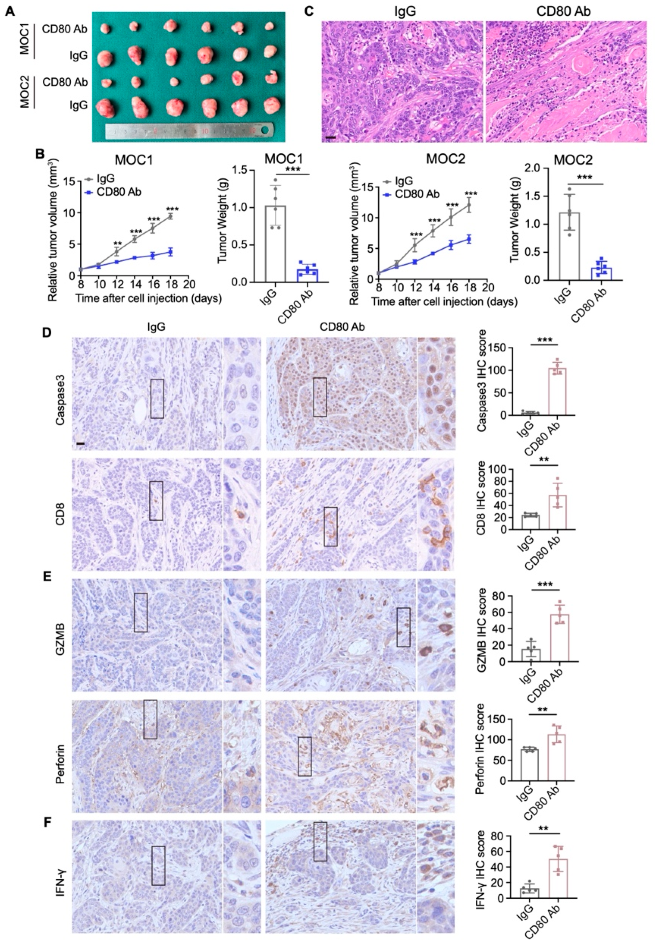CD80-Mediated T-Cell Suppression by Cancer Stem-like Cells in Head and ...