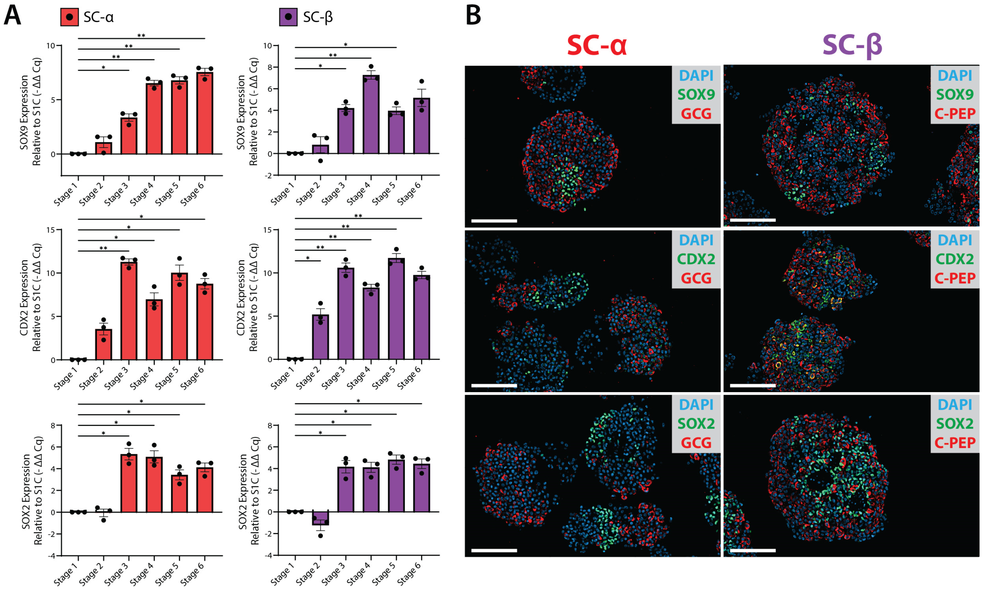 Disruption of Cell-Adhesion Signaling Resolves Unwanted Progenitor ...