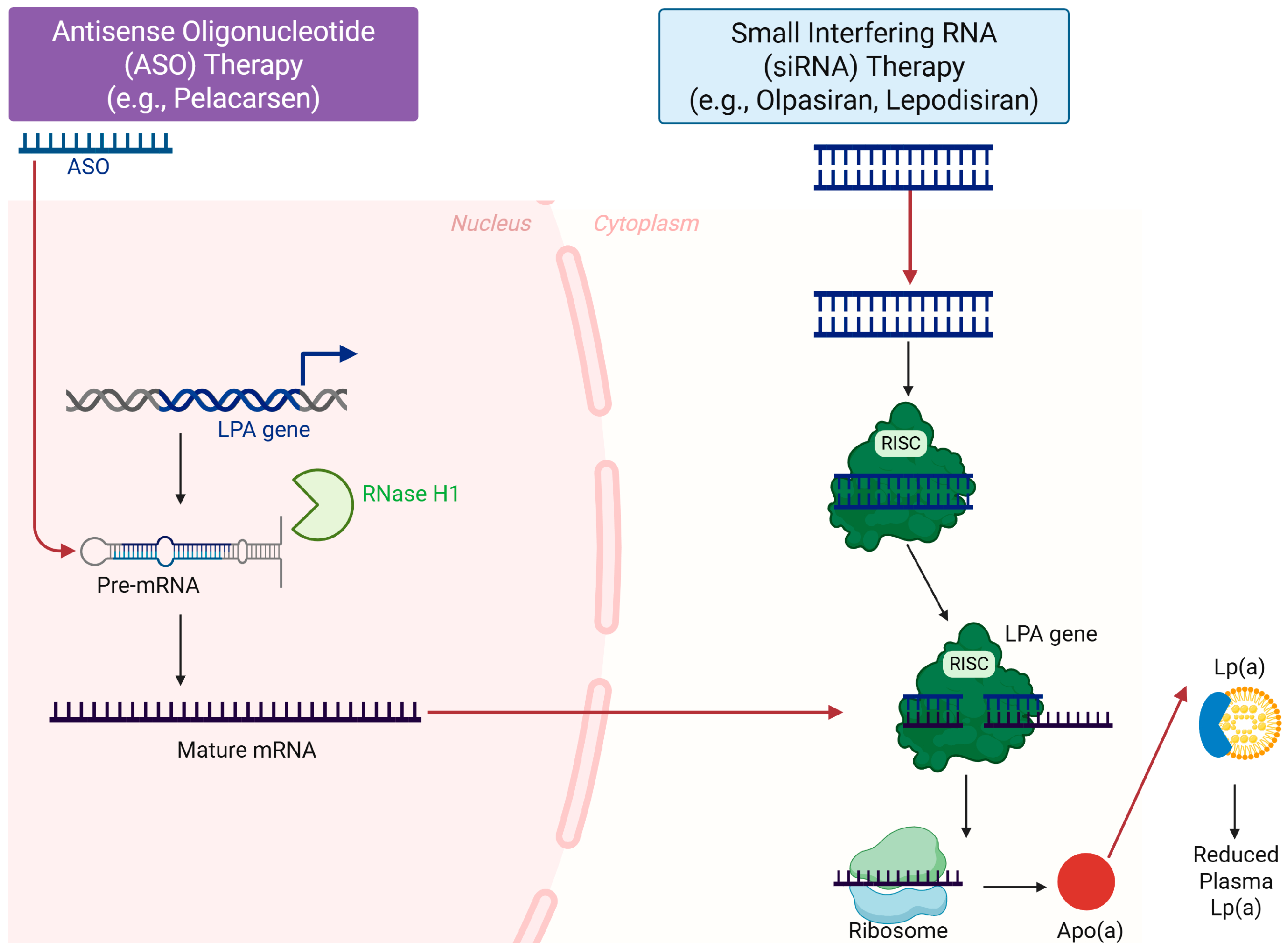 Lipoprotein(a) and Cardiovascular Disease: From Genetic Risk Factor to ...