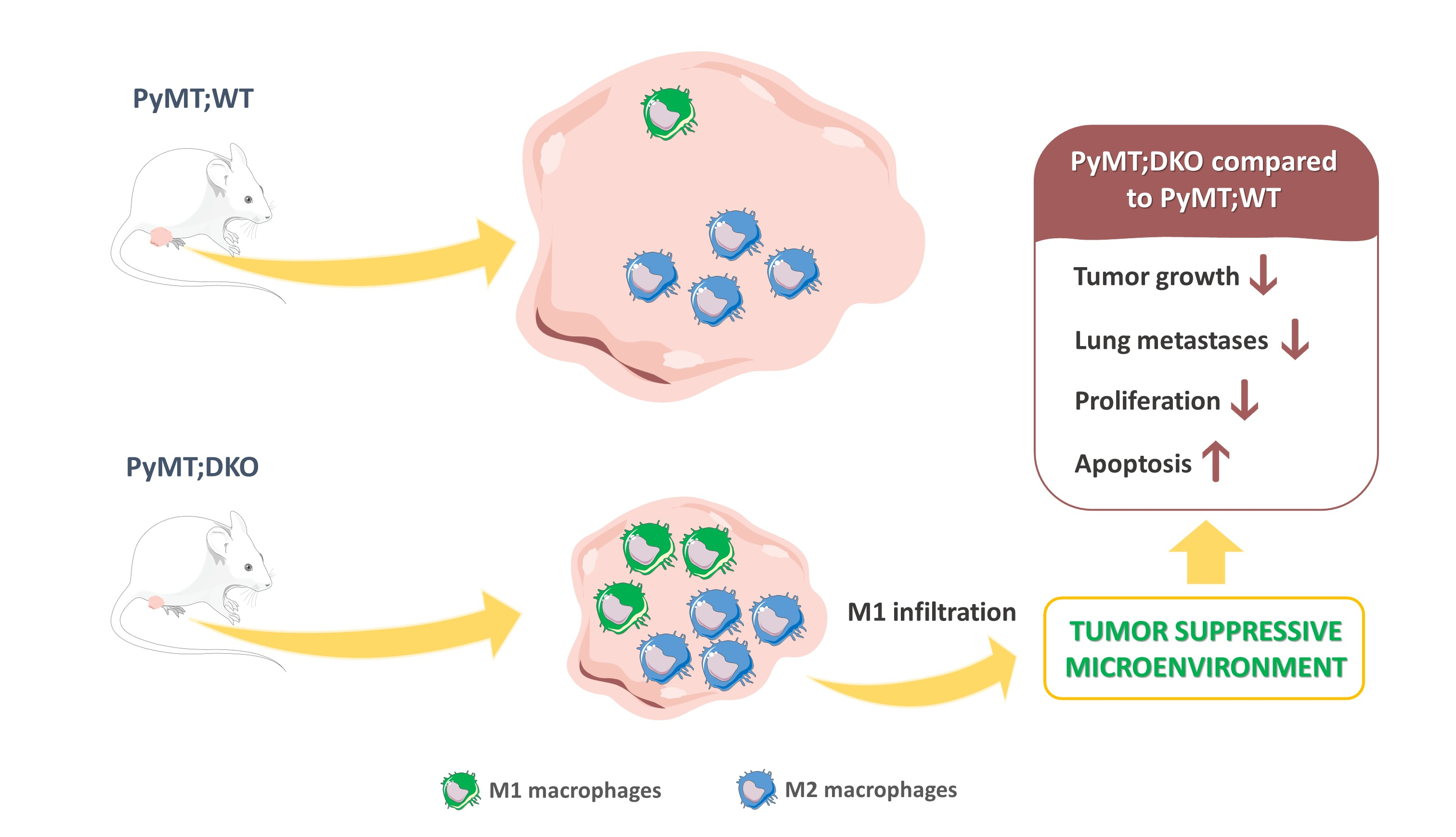 Stefin B and Cystatin C Deficiency Suppresses Tumor Growth and Alters ...