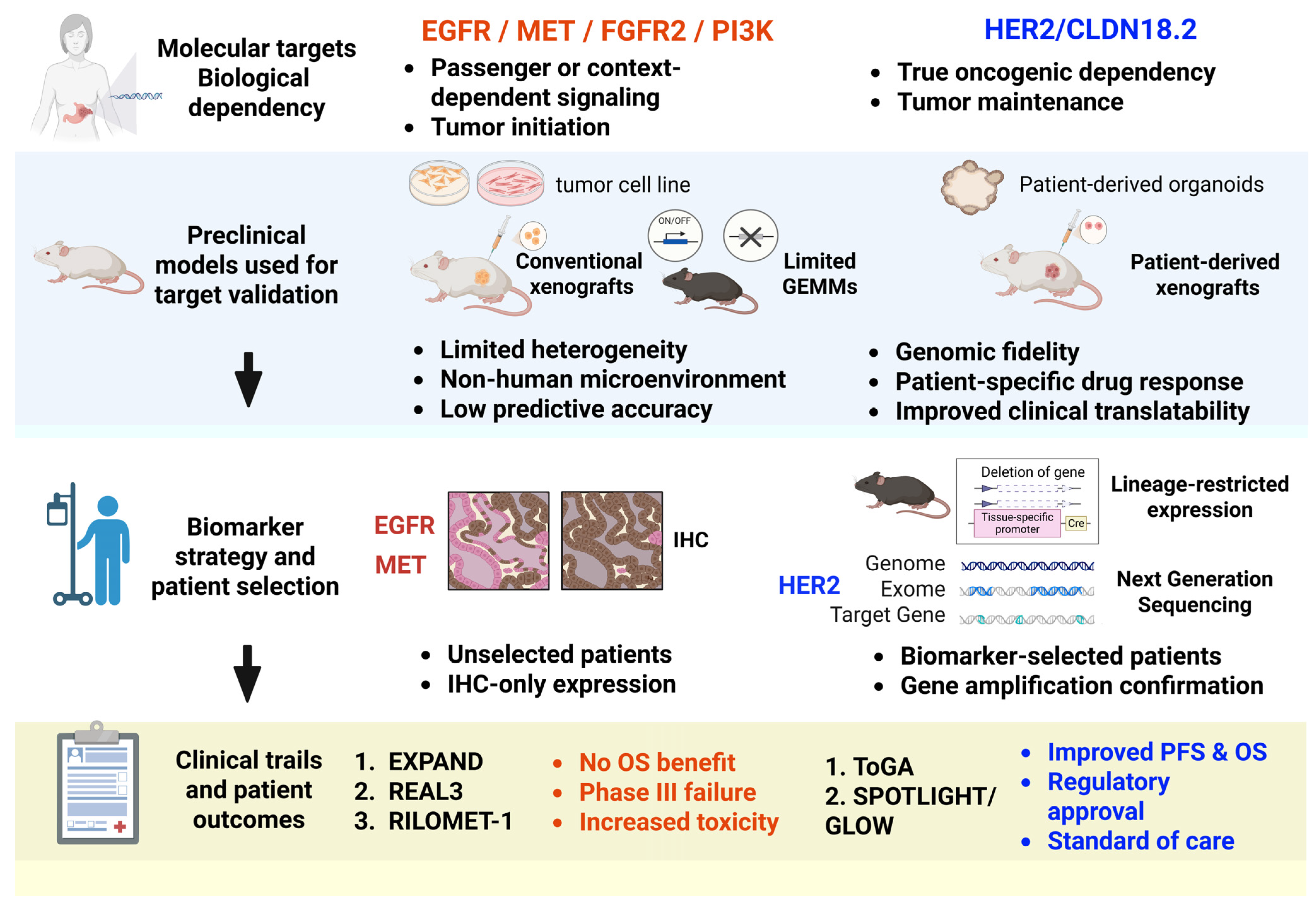 Translating Gastric Cancer Genomics into Targeted Therapy: Mechanistic ...