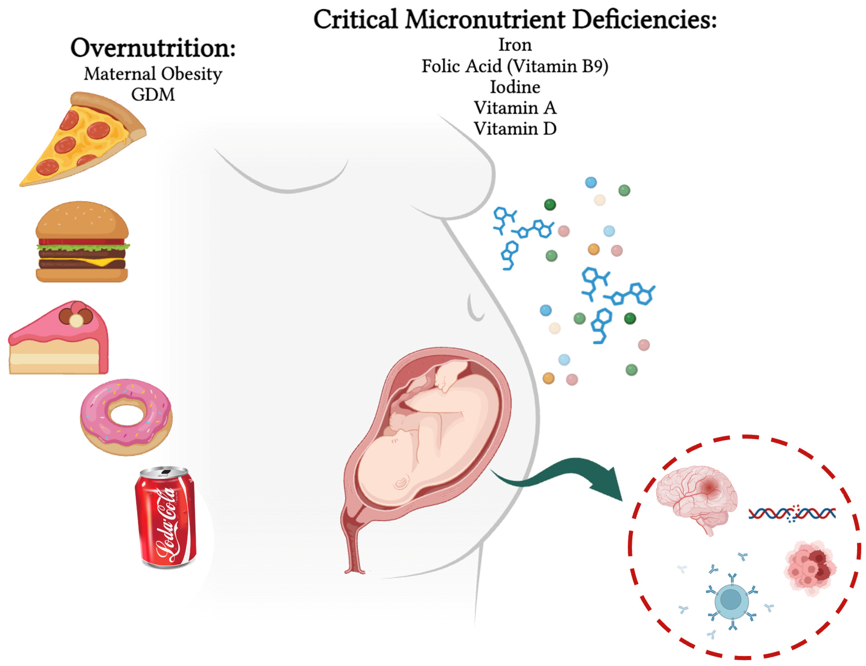 Maternal Overnutrition and Fetal Programming: Long-Term Metabolic ...