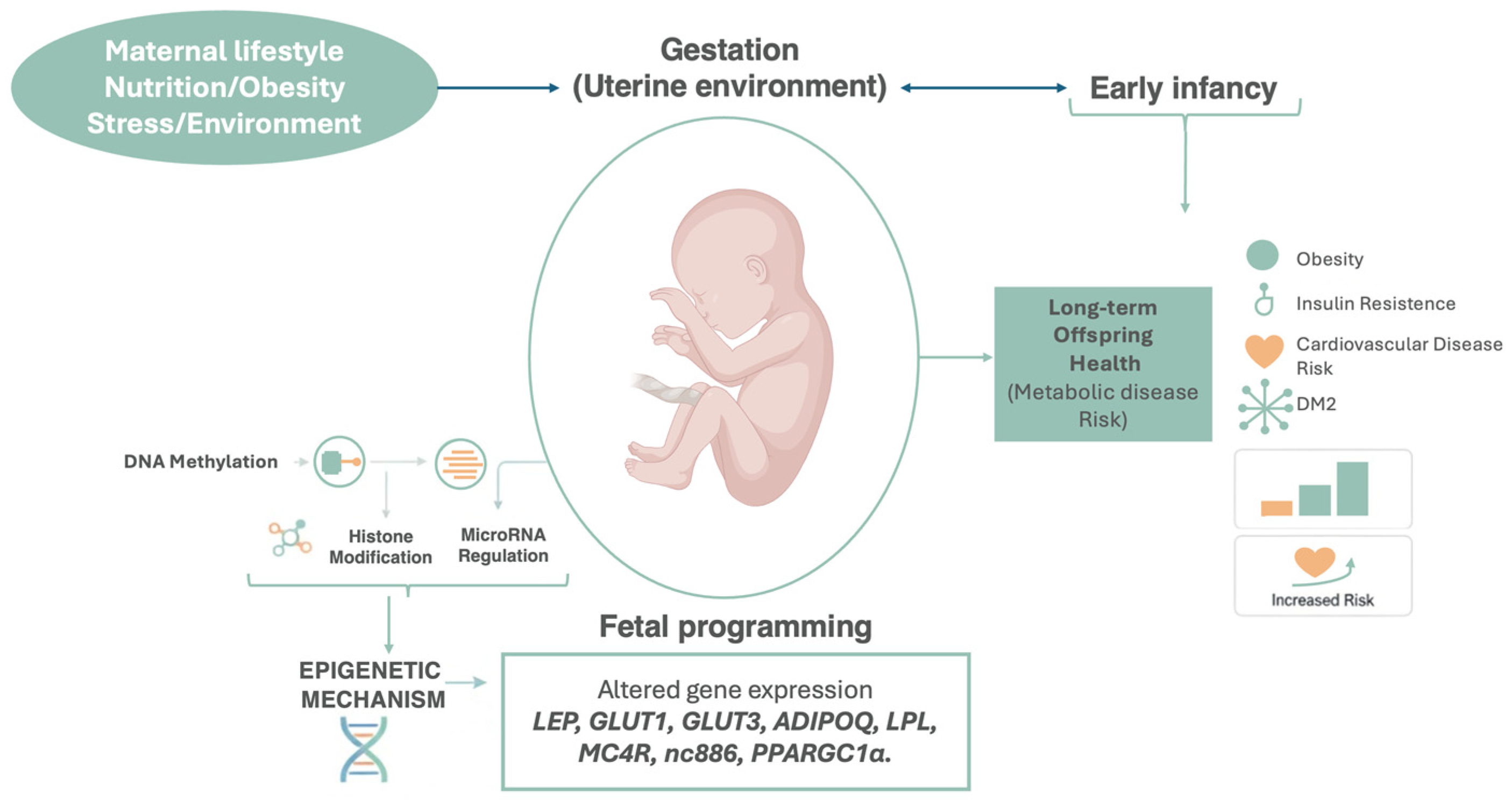 Maternal Overnutrition and Fetal Programming: Long-Term Metabolic ...