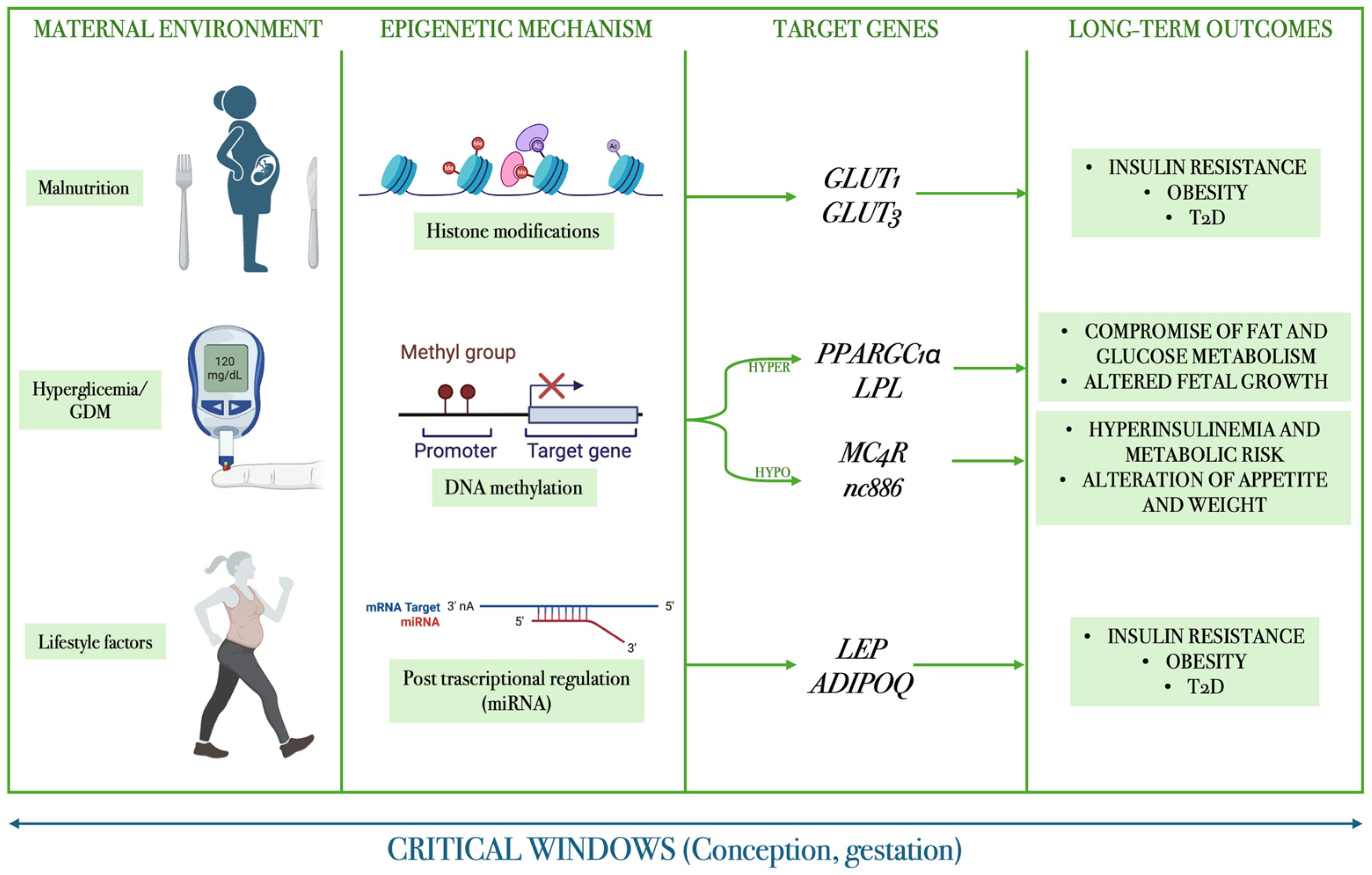 Maternal Overnutrition and Fetal Programming: Long-Term Metabolic ...