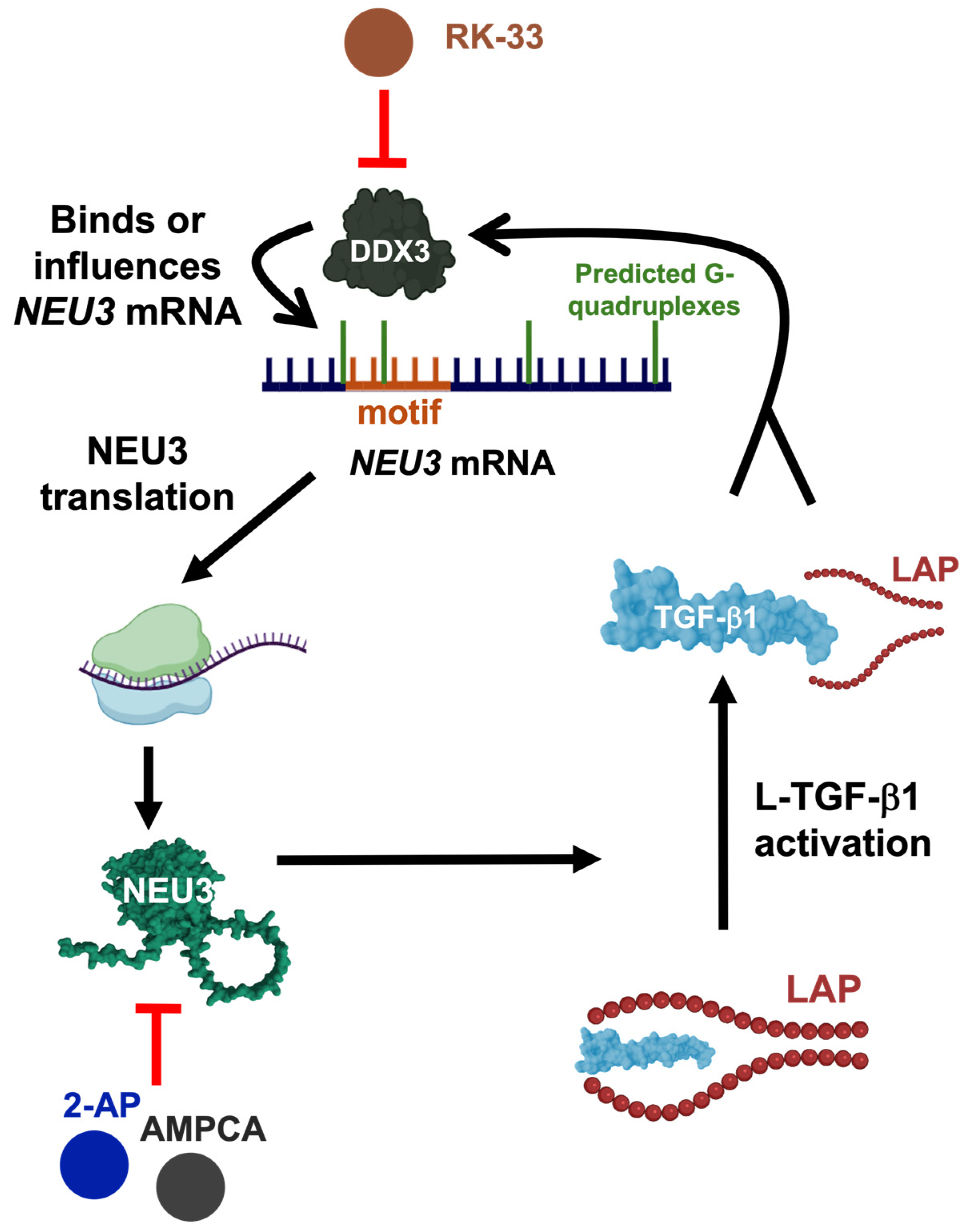 Latency-Associated Peptide Rapidly Upregulates Neuraminidase 3 in a ...
