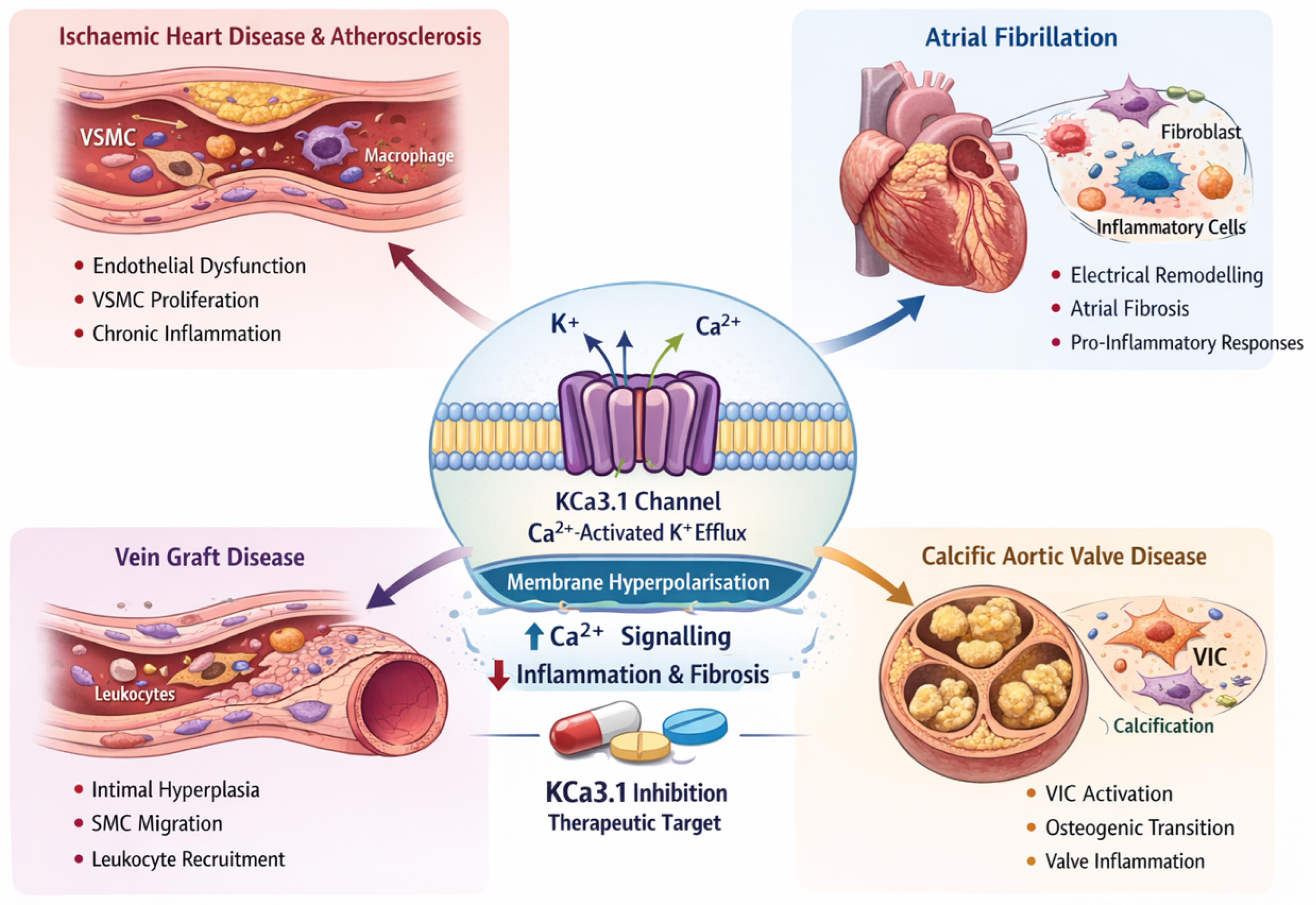 The KCa3.1 K+ Channel and Cardiovascular Disease: An Upstream Target ...