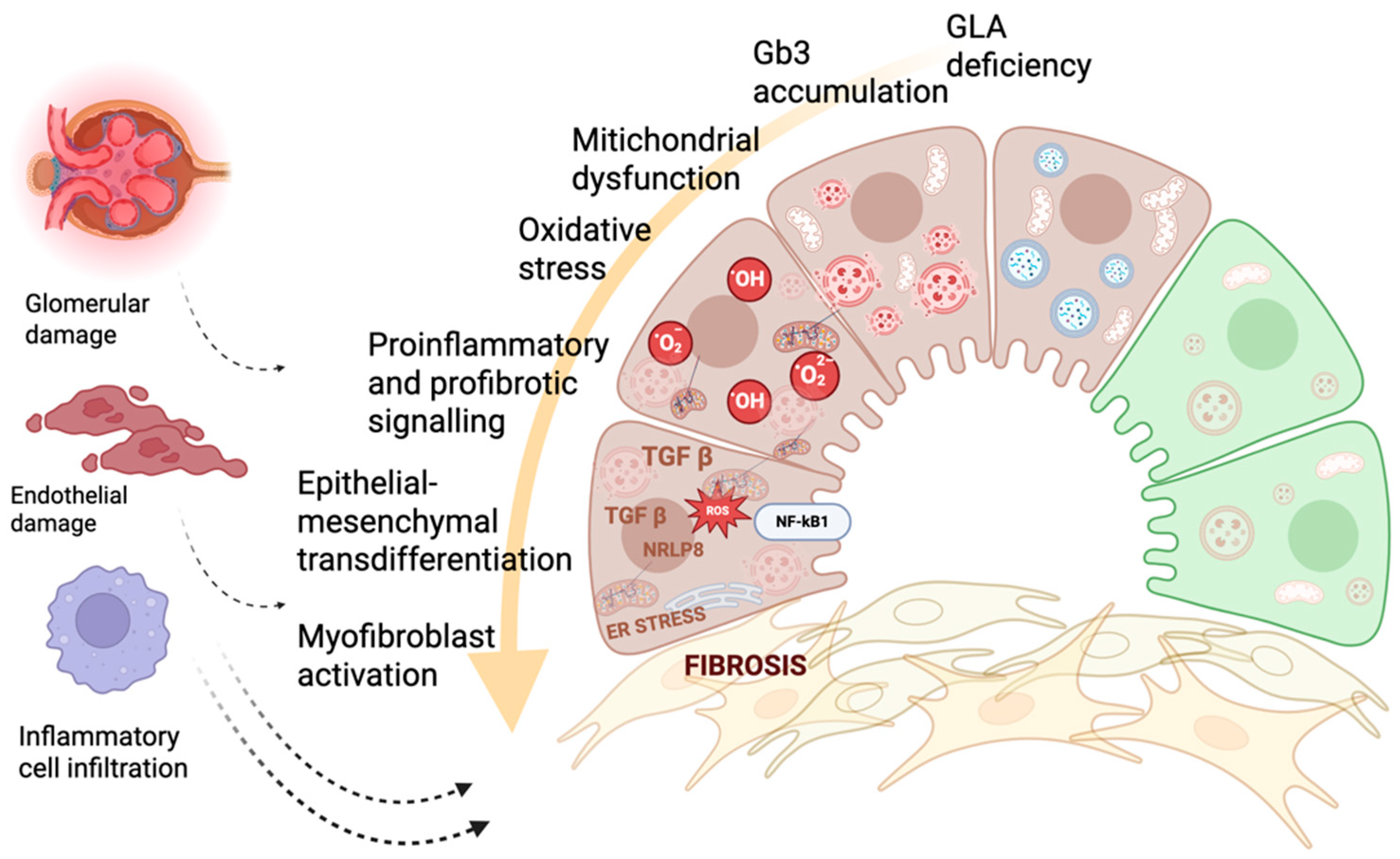 Molecular, Metabolic and Inflammatory Patterns Involved in Pathogenesis ...