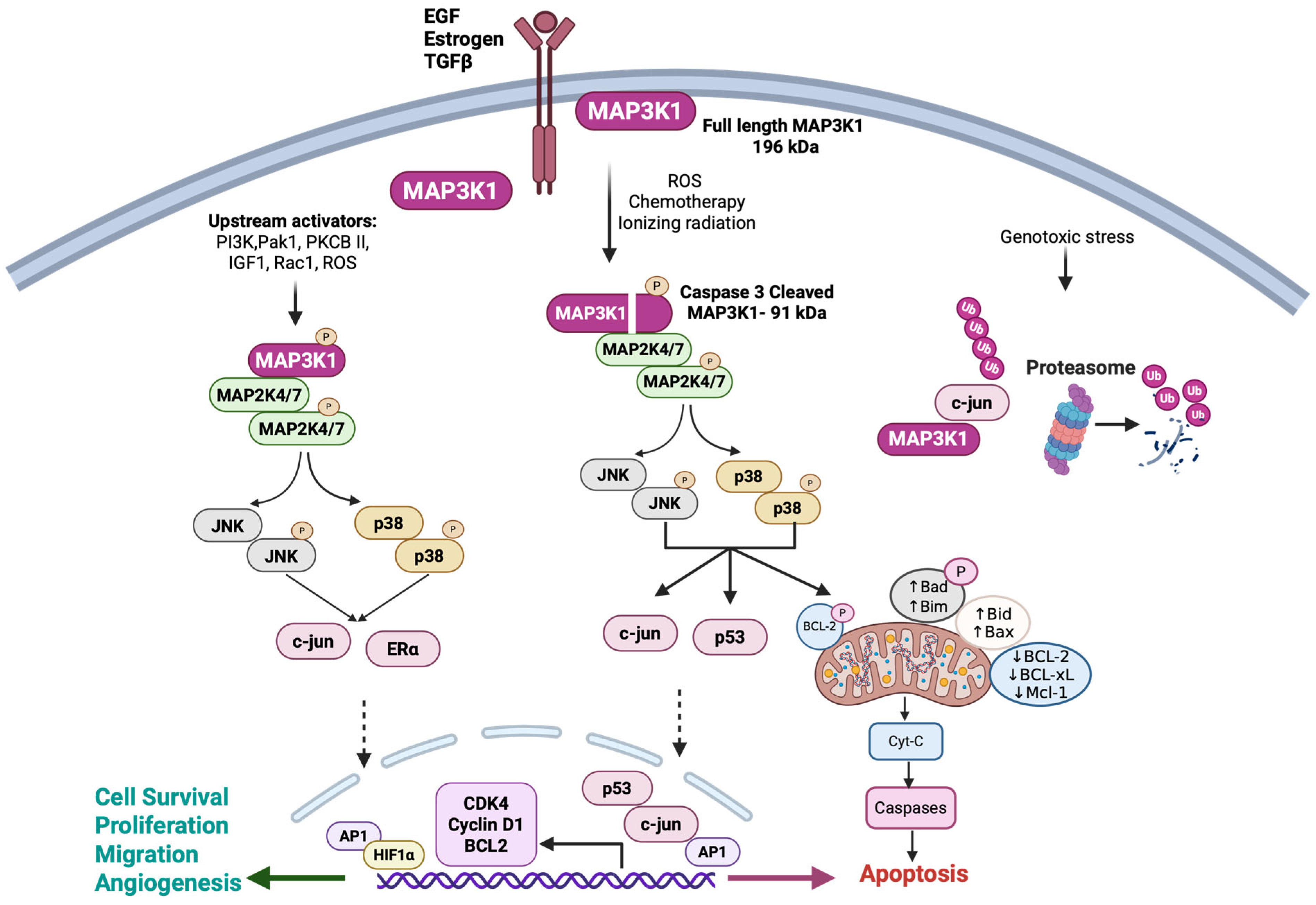 MAP3K1: A Multifunctional Kinase at the Crossroads of Cancer ...