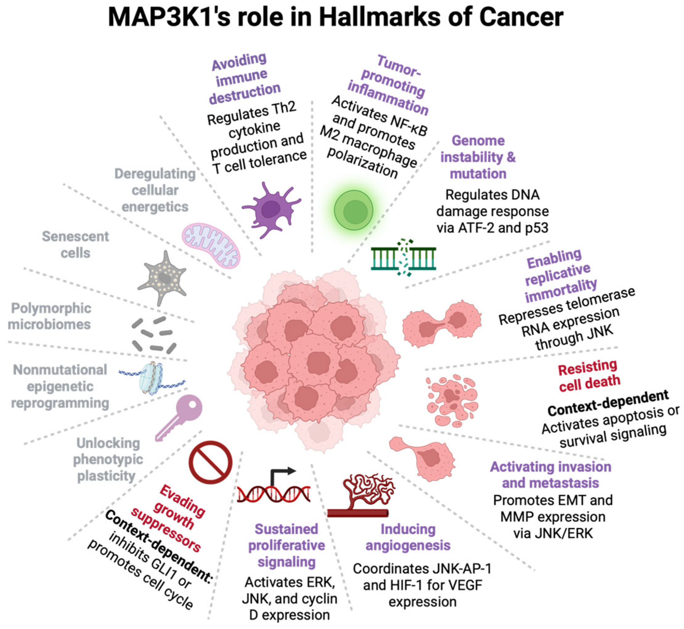 MAP3K1: A Multifunctional Kinase at the Crossroads of Cancer ...