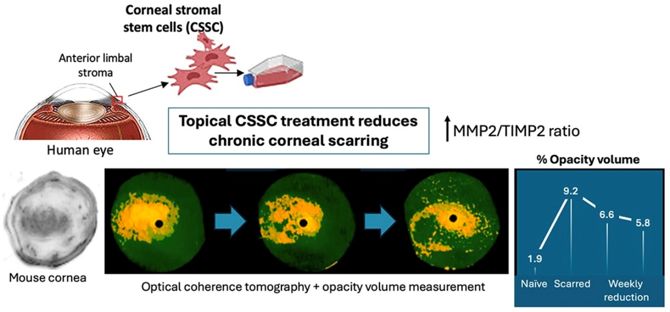 Human Corneal Stromal Stem Cell Treatment Reduces Established Opacities ...