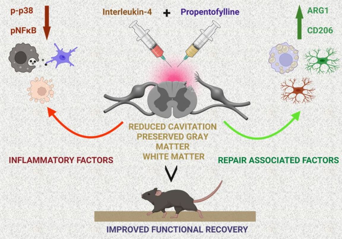 Propentofylline and Interleukin-4 Modulate Lesion-Associated Myeloid ...