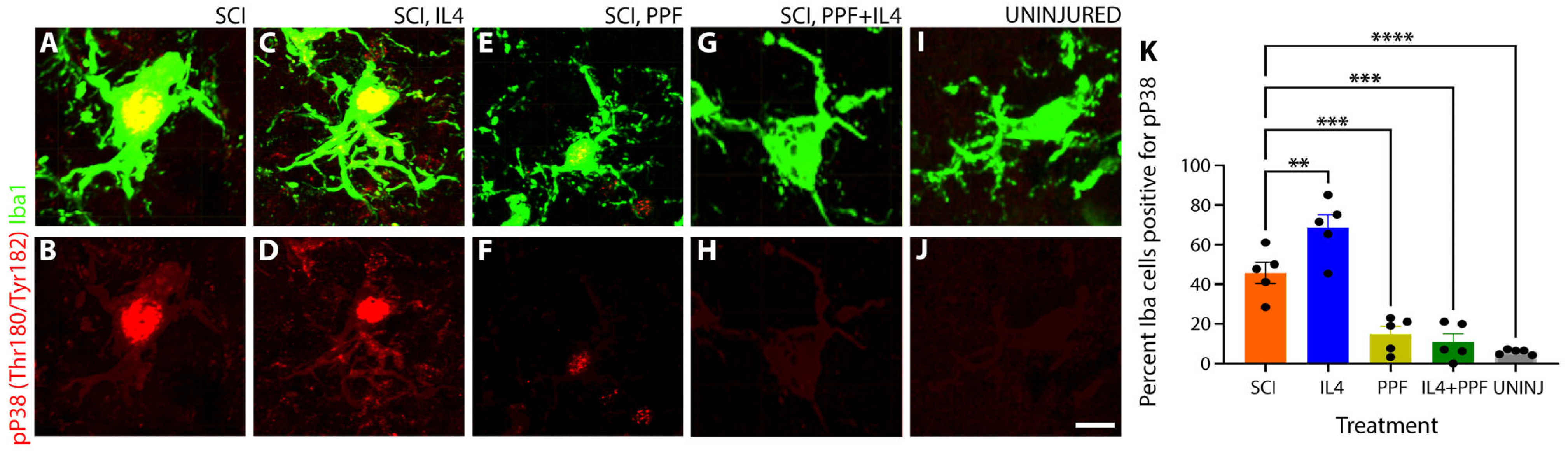 Propentofylline and Interleukin-4 Modulate Lesion-Associated Myeloid ...