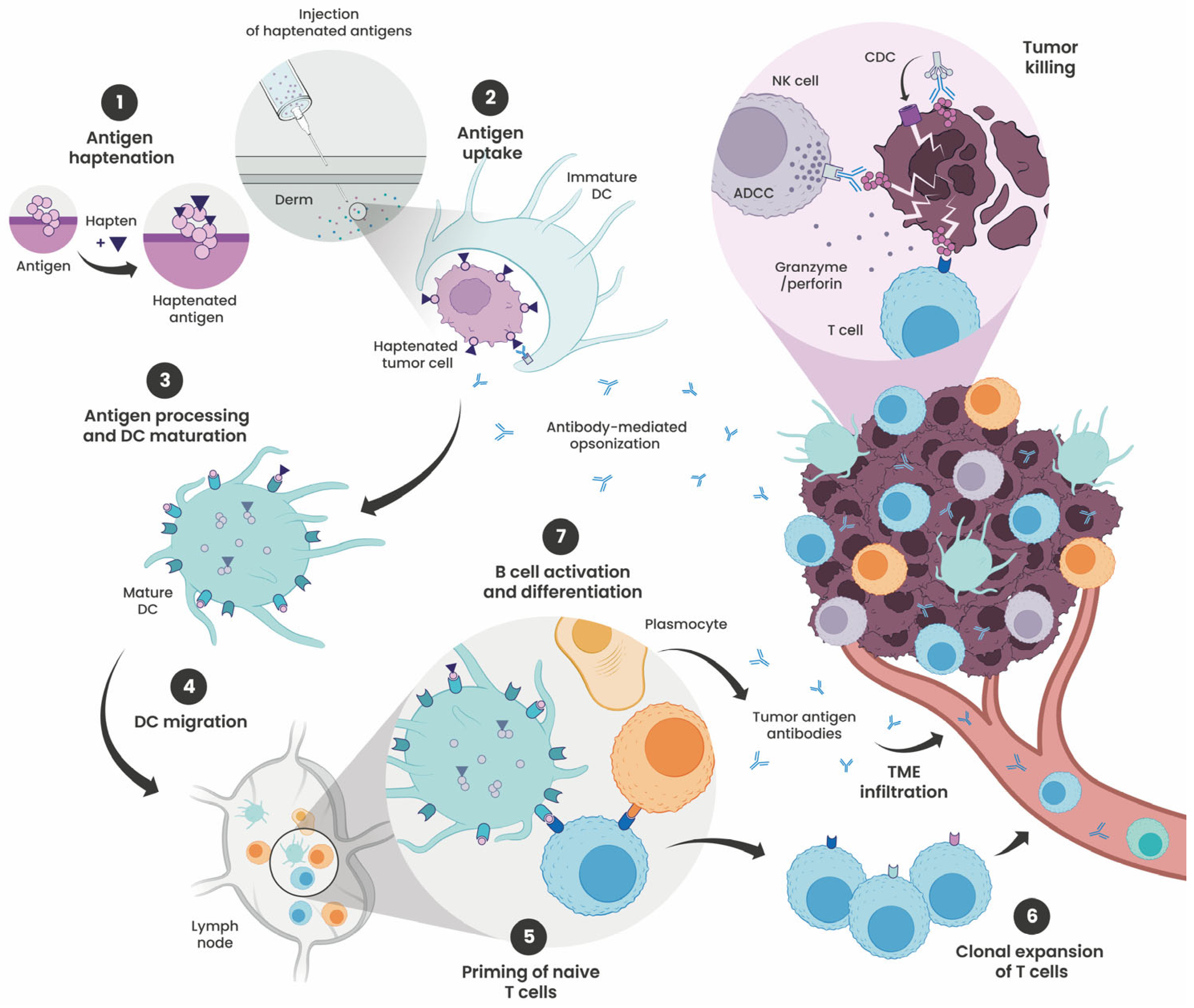 Hapten-Based Cancer Immunotherapy: From Immune Activation to Antitumor ...