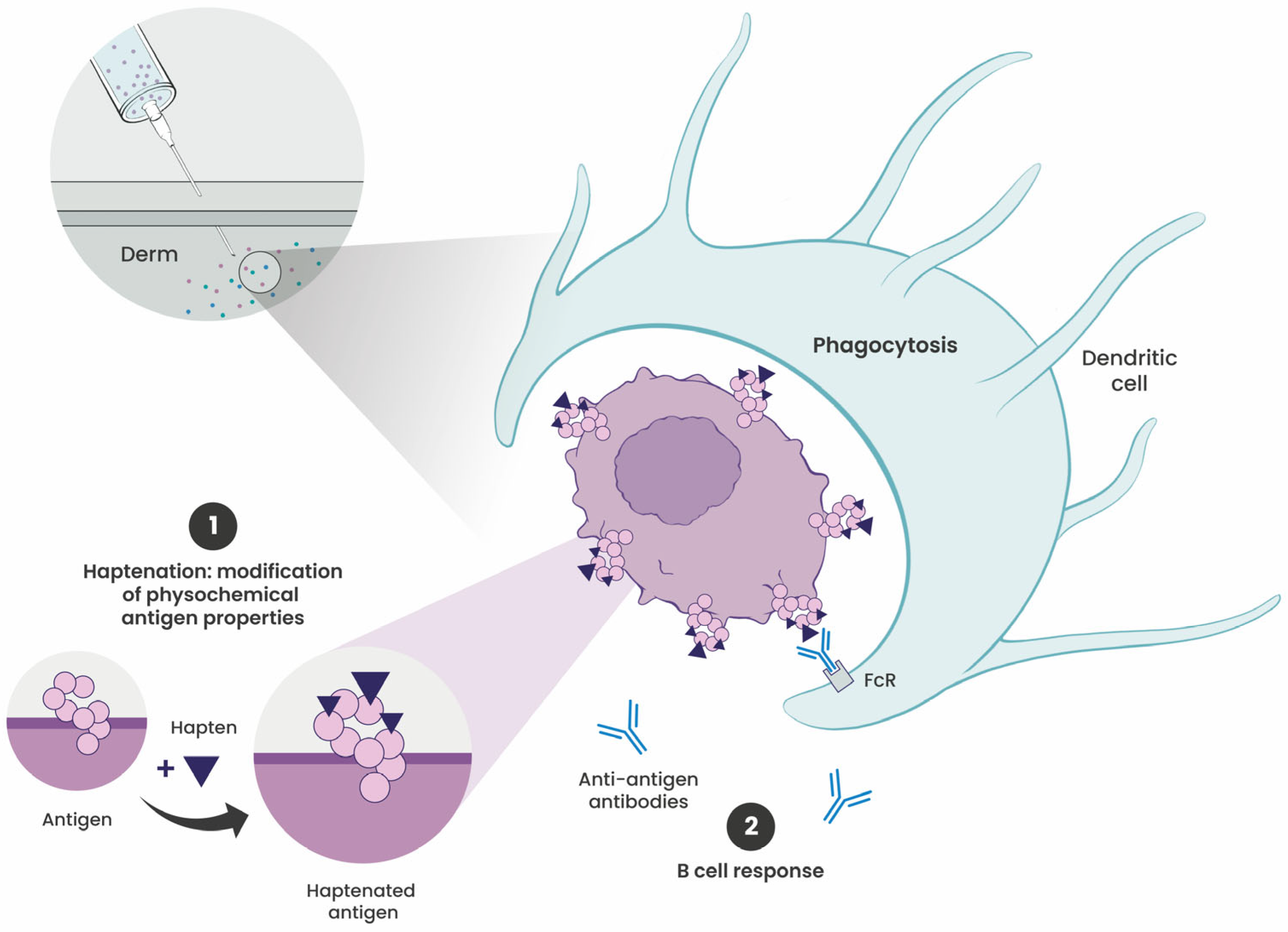 Hapten-Based Cancer Immunotherapy: From Immune Activation to Antitumor ...