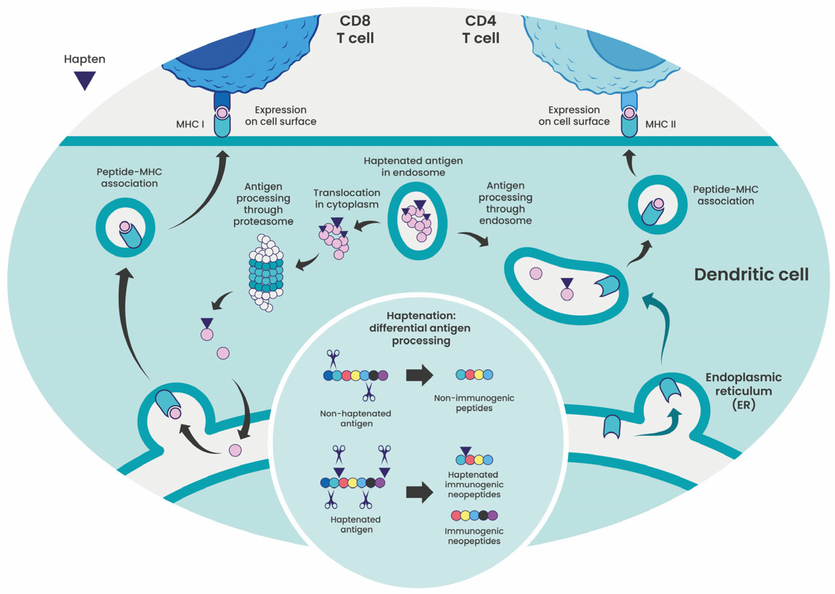 Hapten-Based Cancer Immunotherapy: From Immune Activation to Antitumor ...