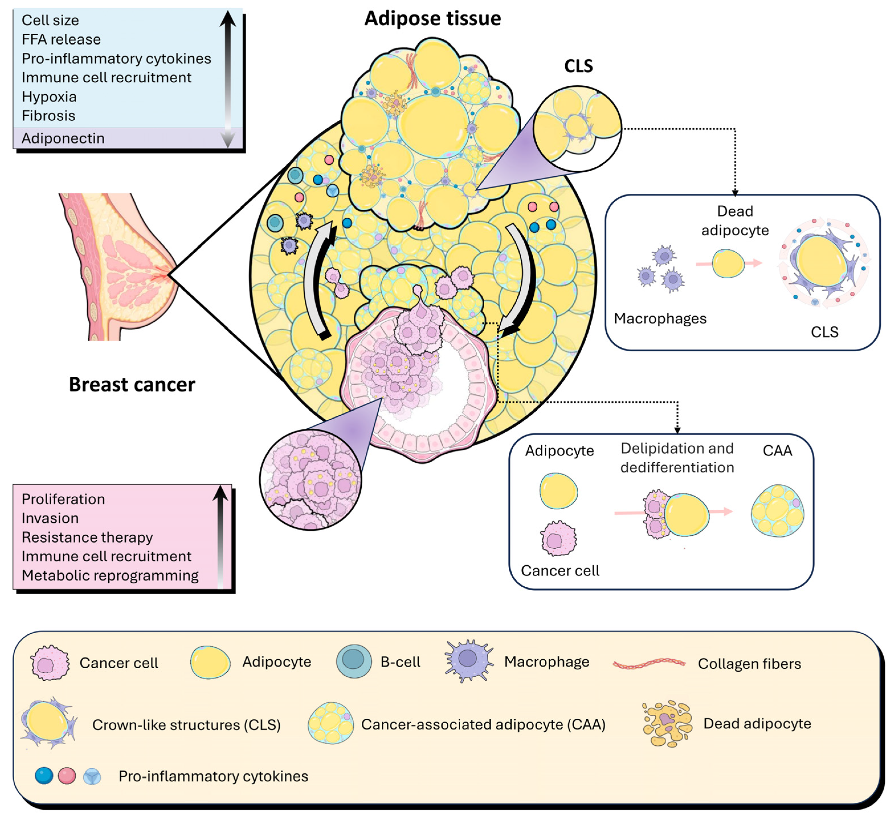 Obesity, Inflammation, and Tumor Microenvironment in Three-Dimensional ...