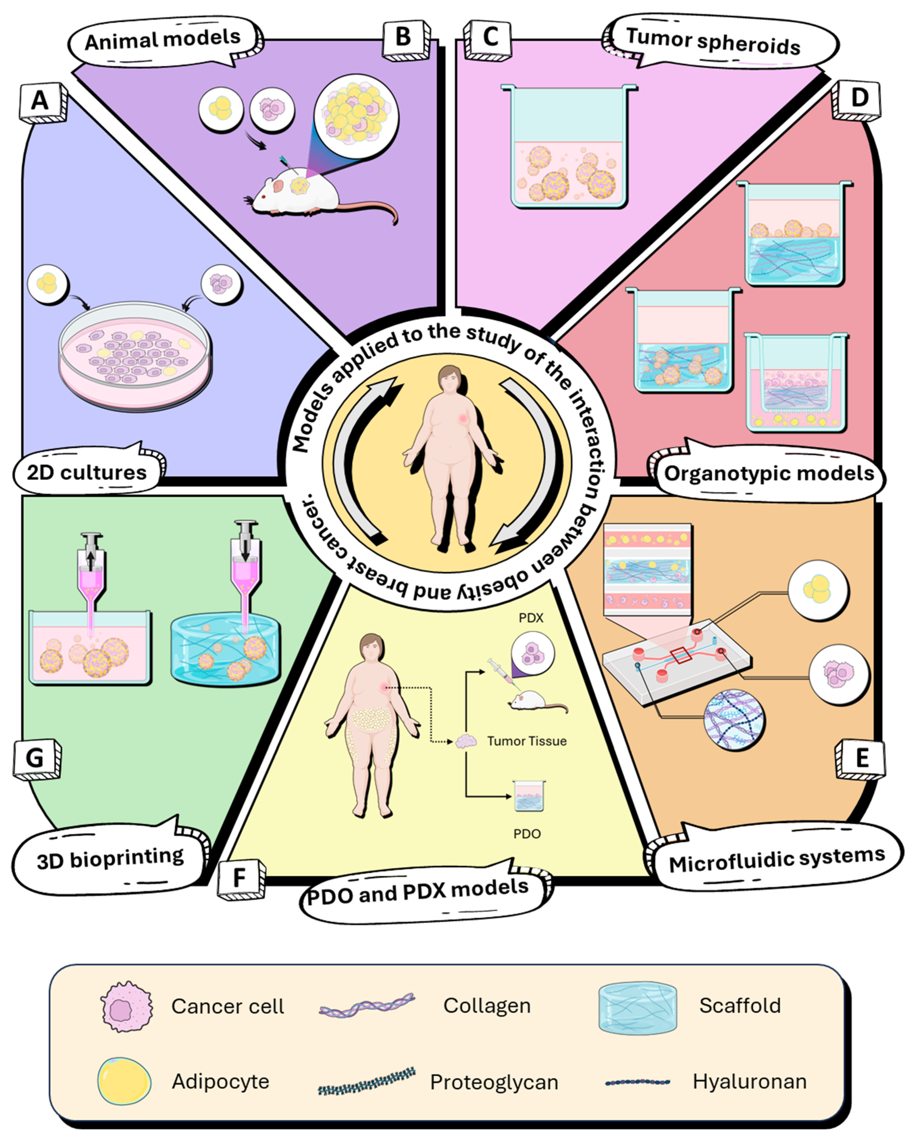 Obesity, Inflammation, and Tumor Microenvironment in Three-Dimensional ...