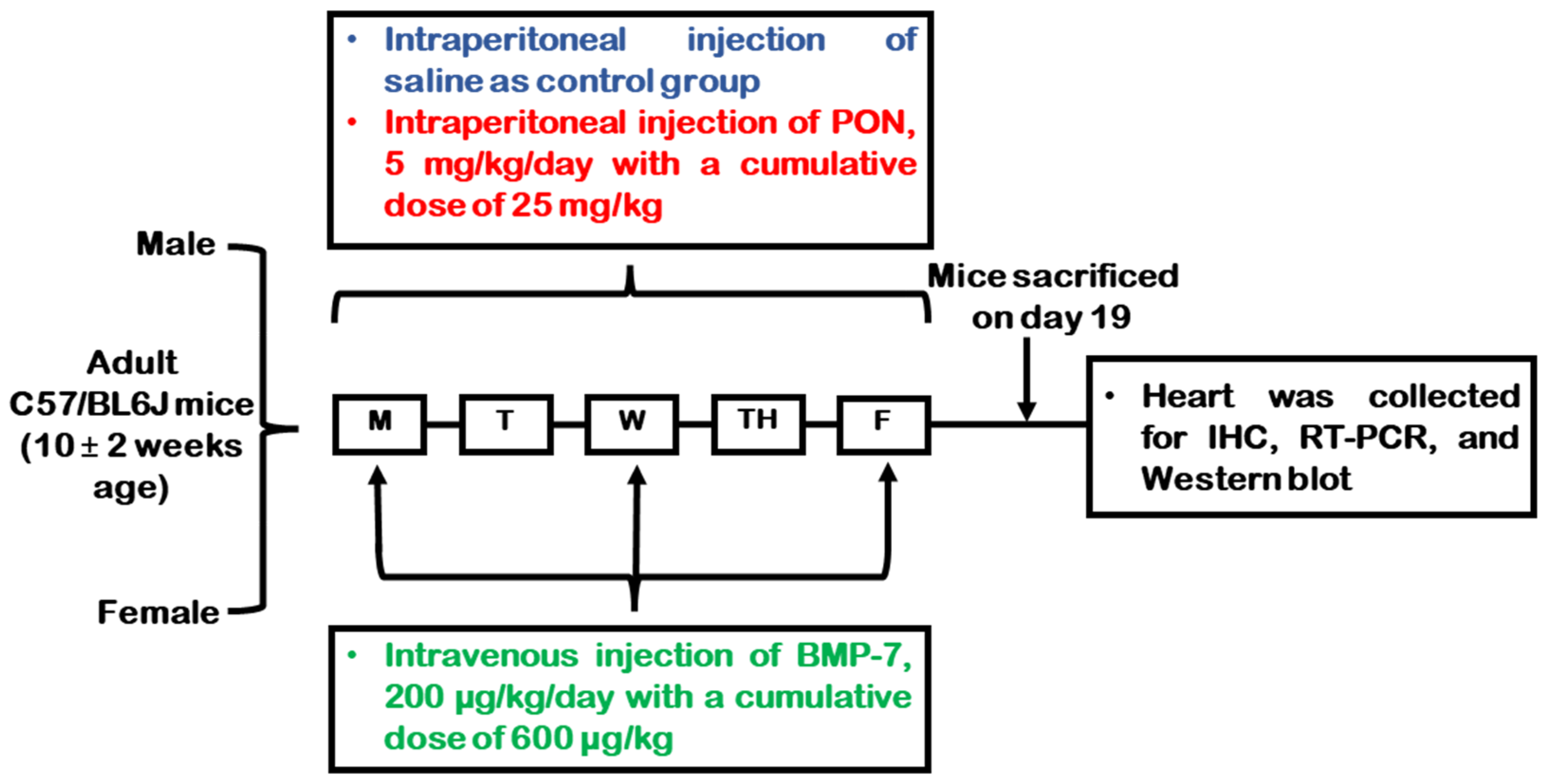 Bone Regeneration Drug BMP-7 Mitigates Ponatinib-Induced Cardiotoxicity ...