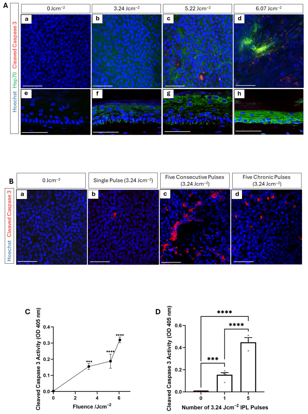 An Innovative Bioengineering Approach to Investigate the Response of ...