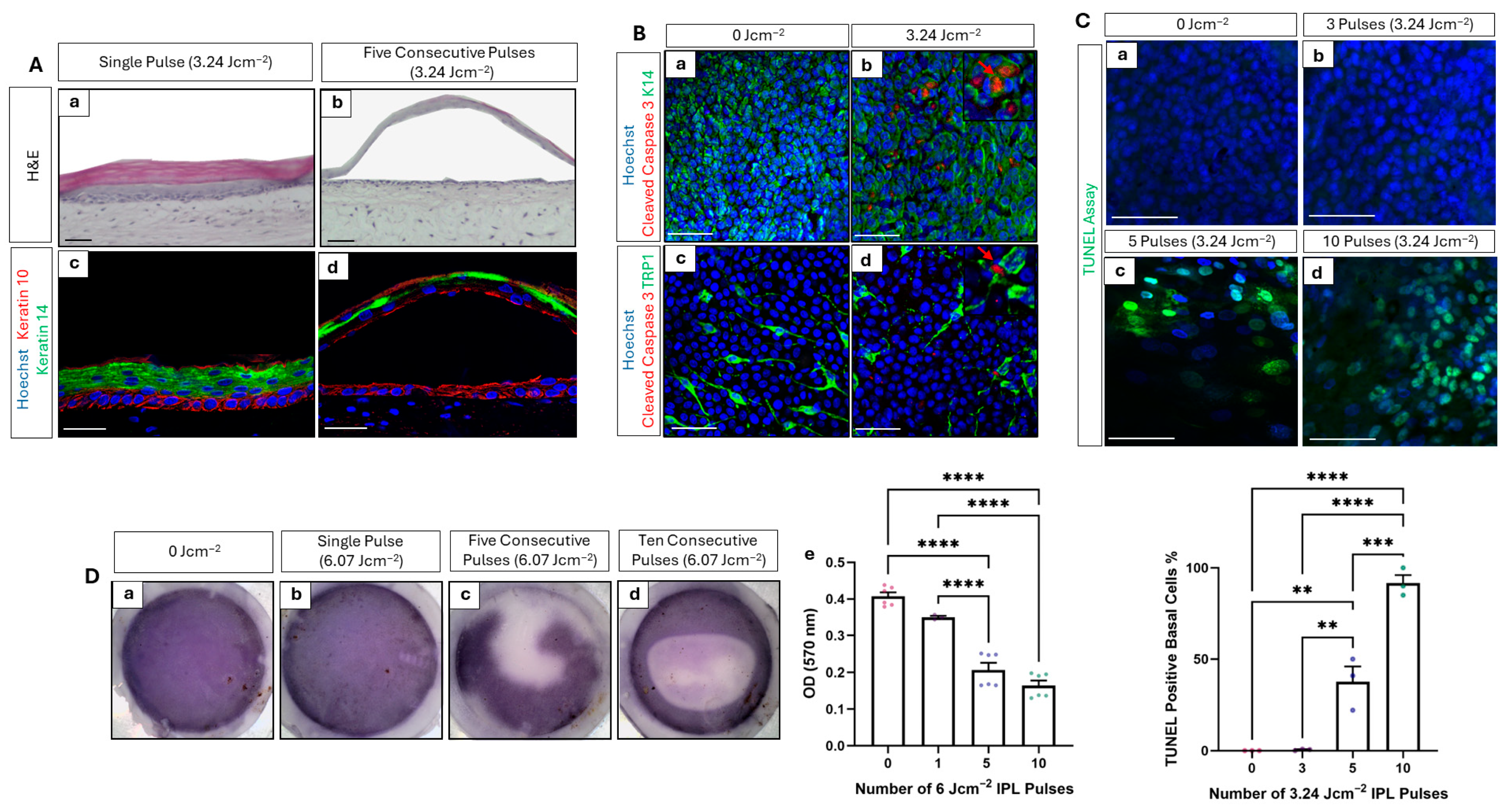 An Innovative Bioengineering Approach to Investigate the Response of ...