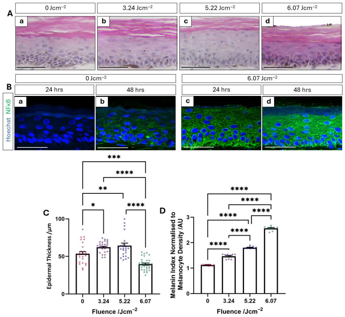 An Innovative Bioengineering Approach to Investigate the Response of ...