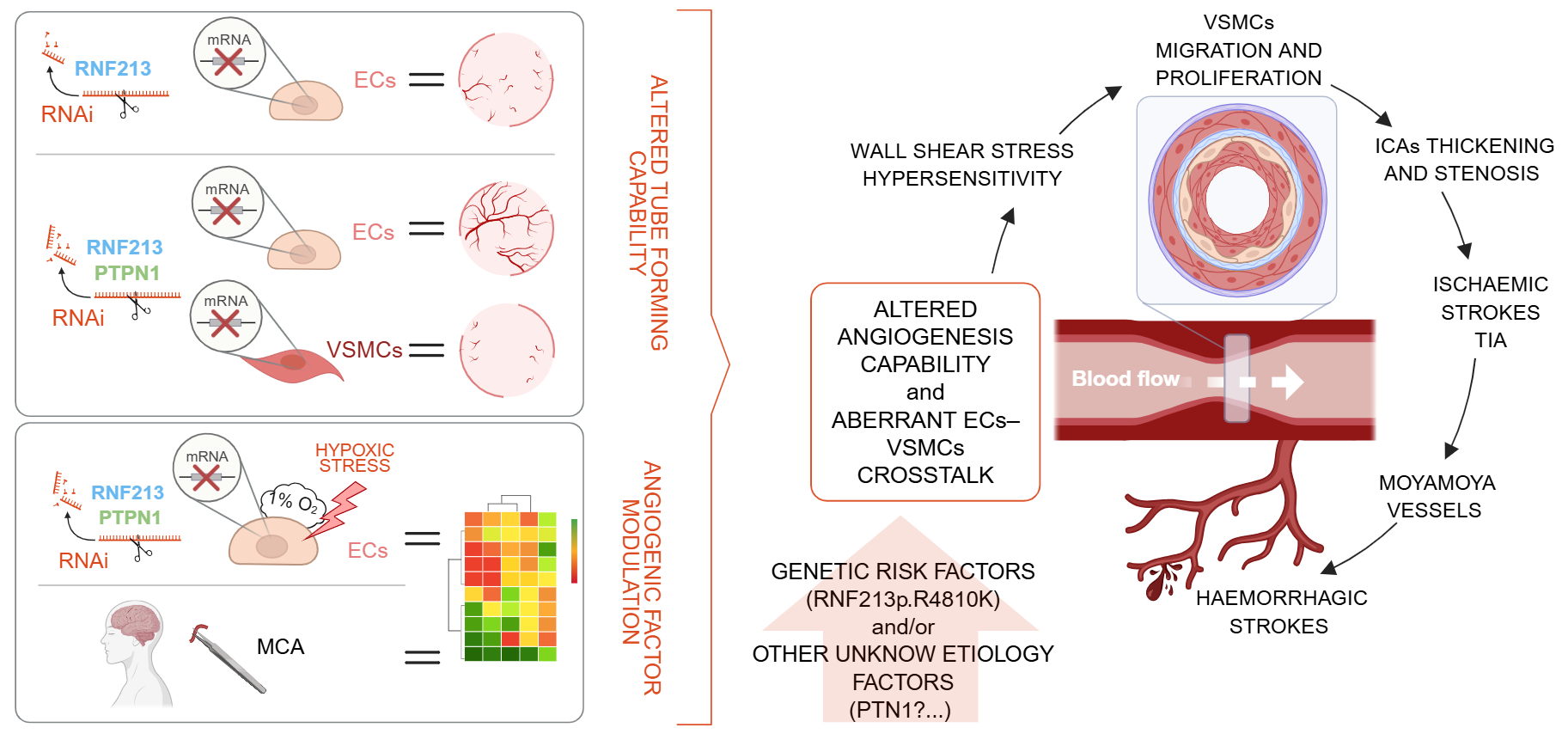 Experimental Approach to Moyamoya Angiopathy: Insights into Vascular ...
