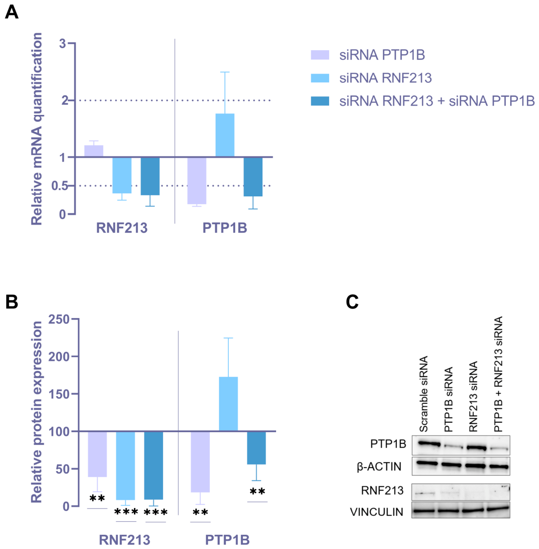 Experimental Approach to Moyamoya Angiopathy: Insights into Vascular ...