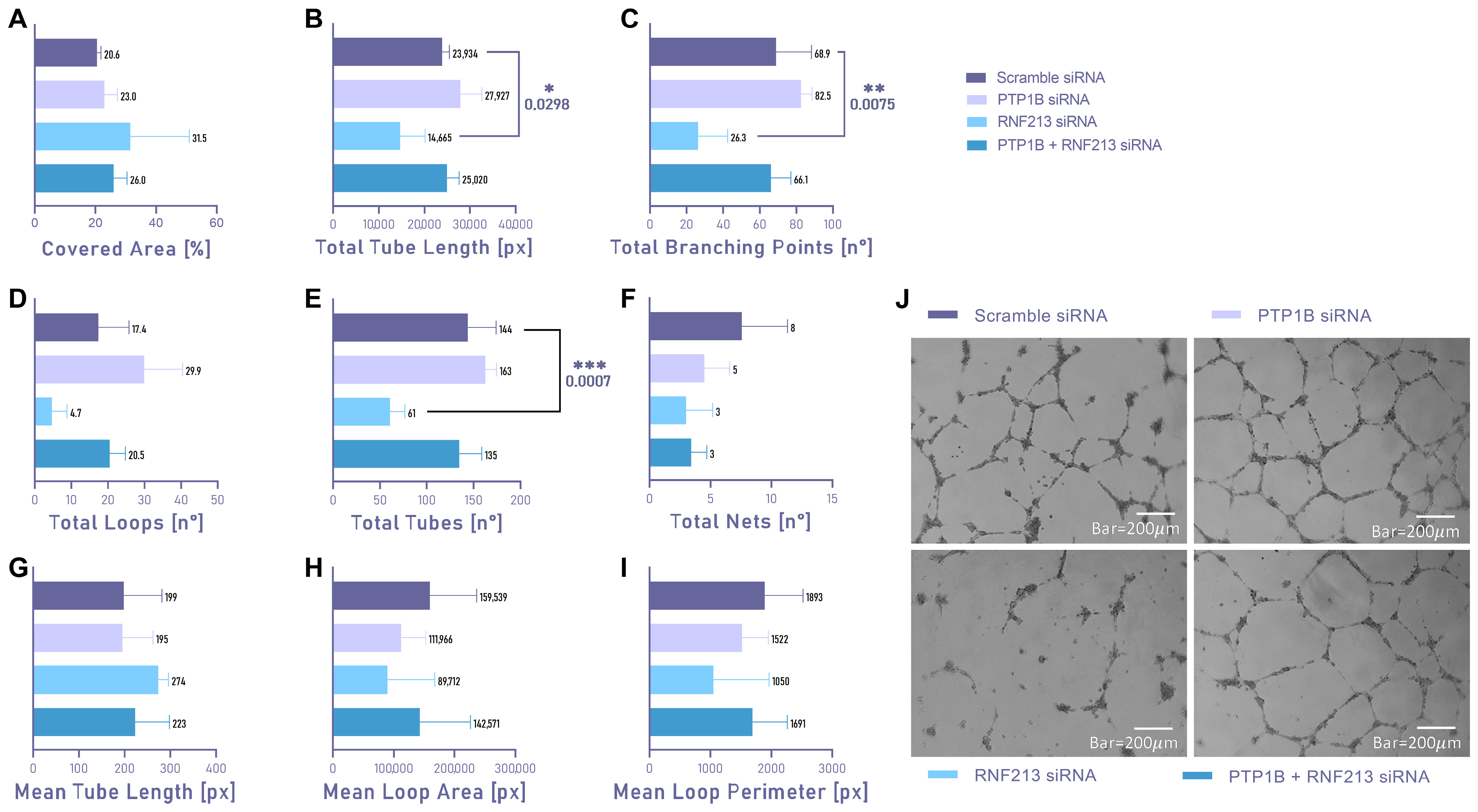 Experimental Approach to Moyamoya Angiopathy: Insights into Vascular ...
