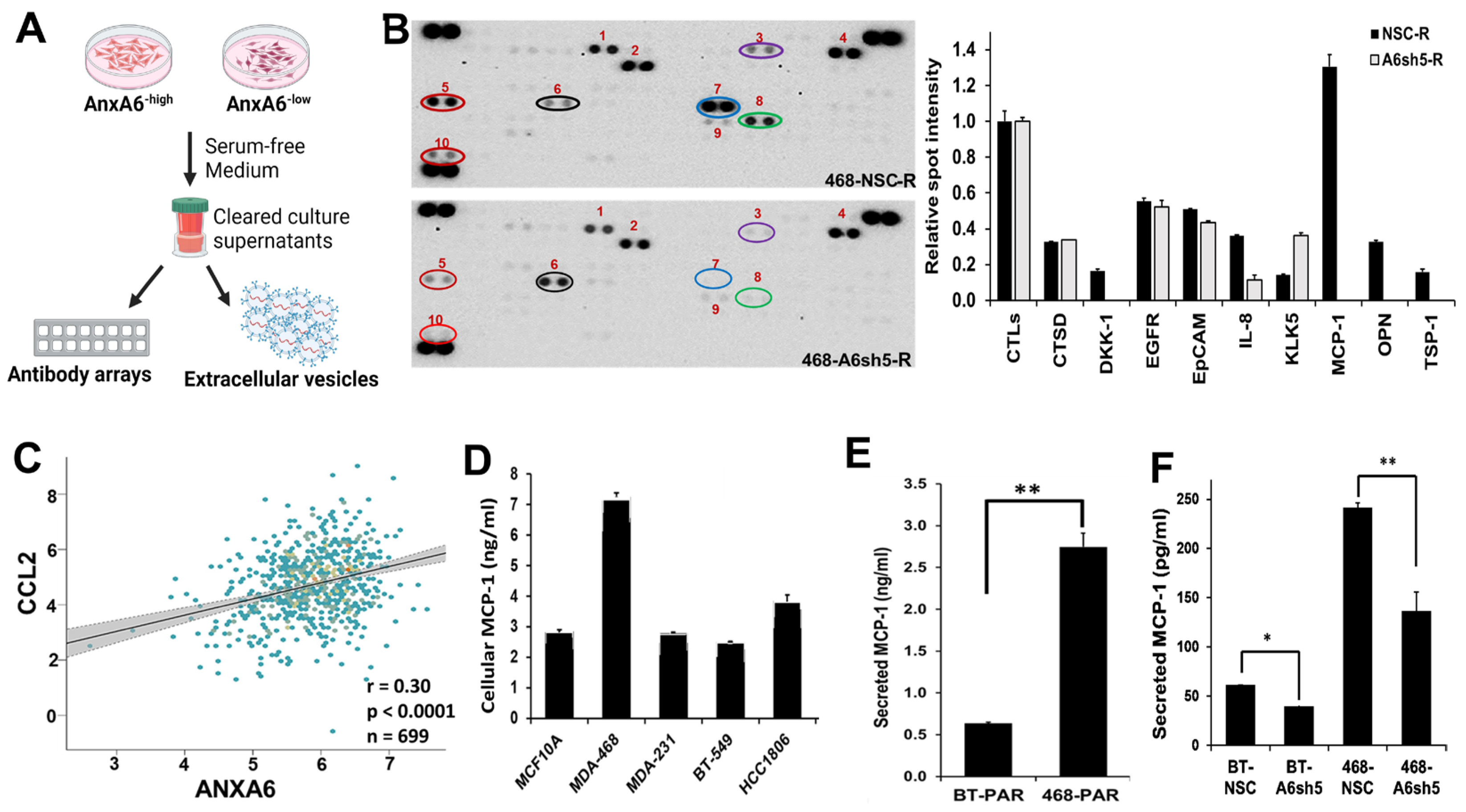 Annexin A6 Modulates the Secretion of Pro-Inflammatory Cytokines and ...
