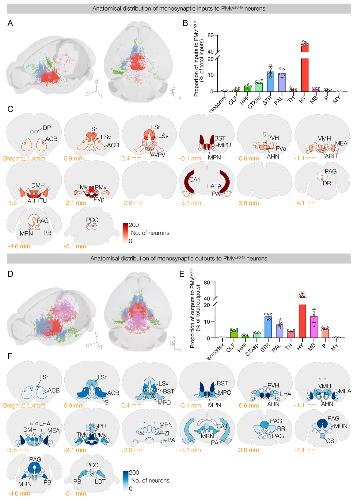 Whole-Brain Connectome Identifies PMvLepRb Neurons as a Hypothalamic ...