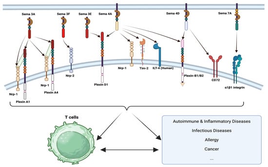 Diverse Roles of Semaphorins on T Cell Activation, Differentiation ...