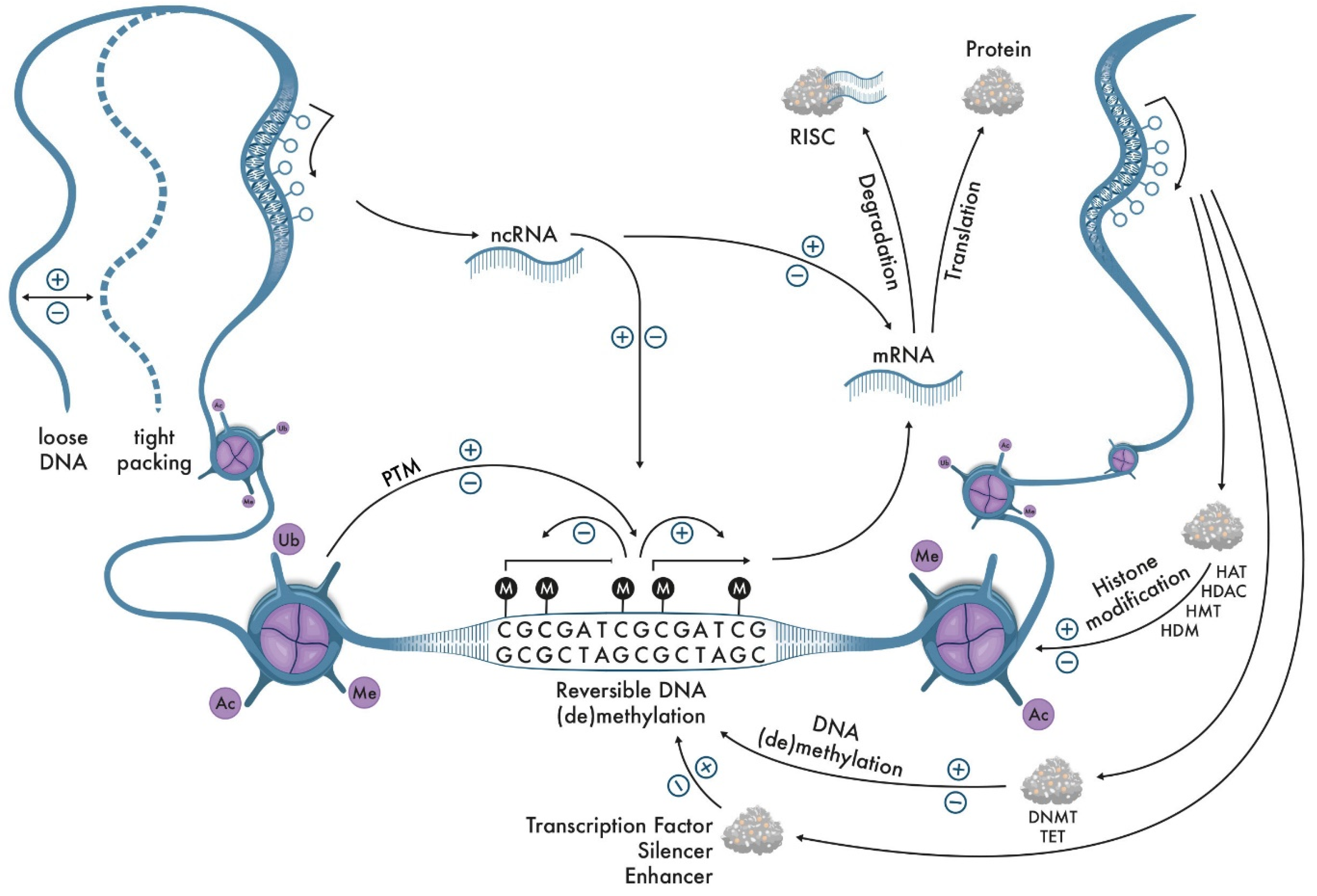 Influence of Cryopreservation of Pre-Implantation Embryos on the Epigenome