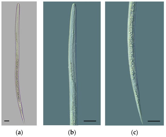Bionematicidal Potential of Undecanoic Acid Against Plant Root ...
