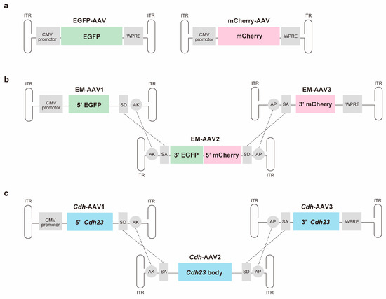 Treatment following Triple-AAV Delivery in Mature Murine Model of Human ...