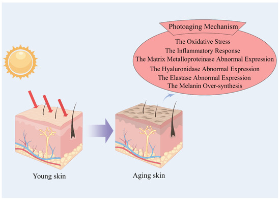 CIMB | Free Full-Text | Marine Bioactive Peptides: Anti-Photoaging ...