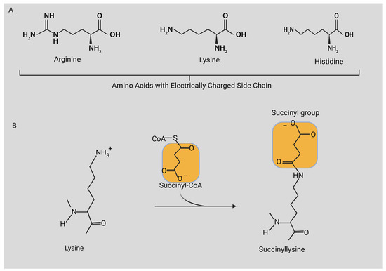 Impact of Lysine Succinylation on the Biology of Fungi