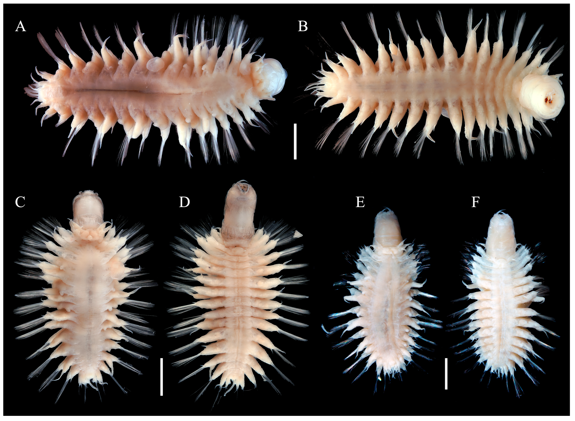 A New Species of Macellicephaloides Uschakov, 1955 (Annelida ...