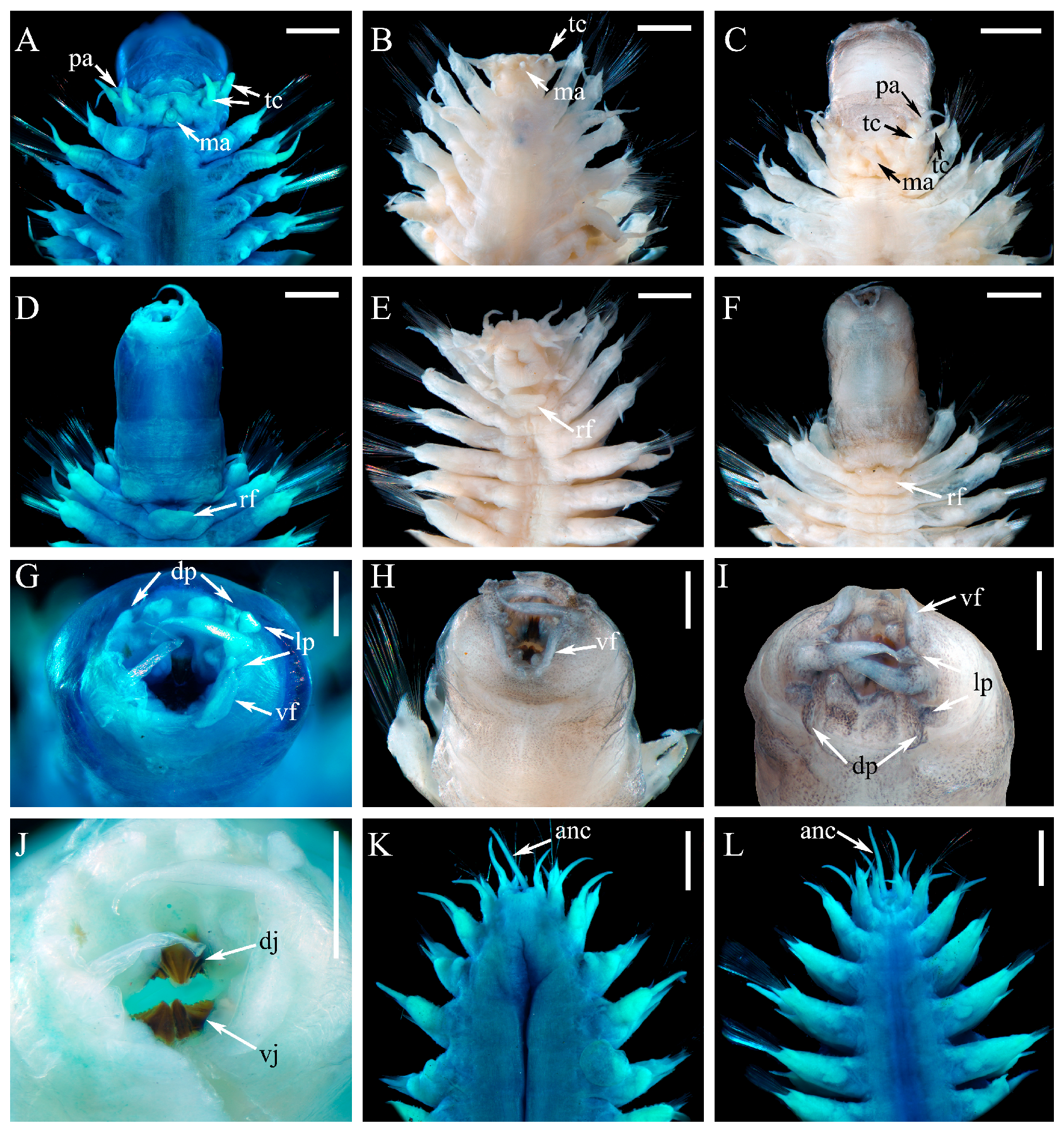 A New Species of Macellicephaloides Uschakov, 1955 (Annelida ...