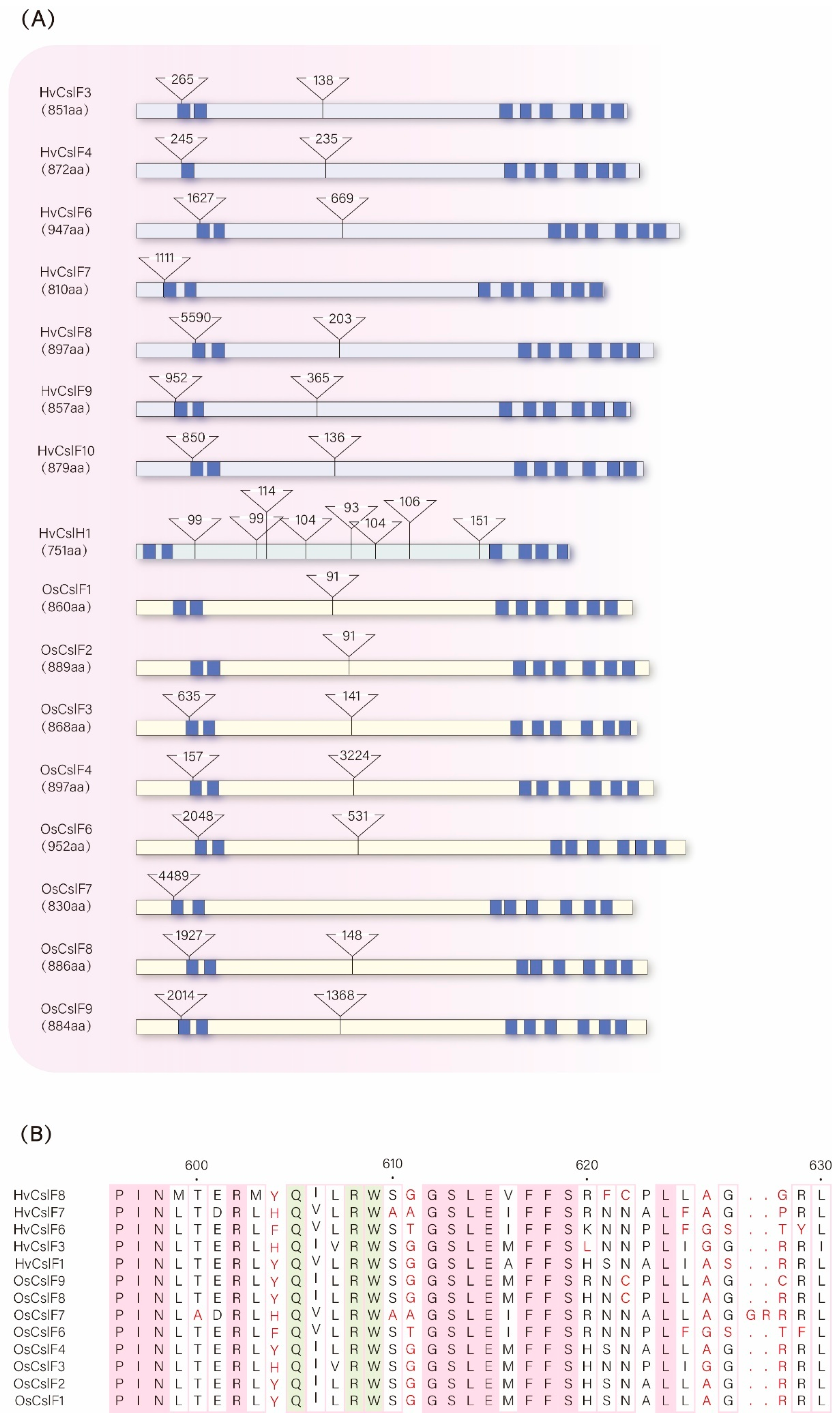 β-Glucan Synthesis Gene Family in Crops: Advances in Classification ...