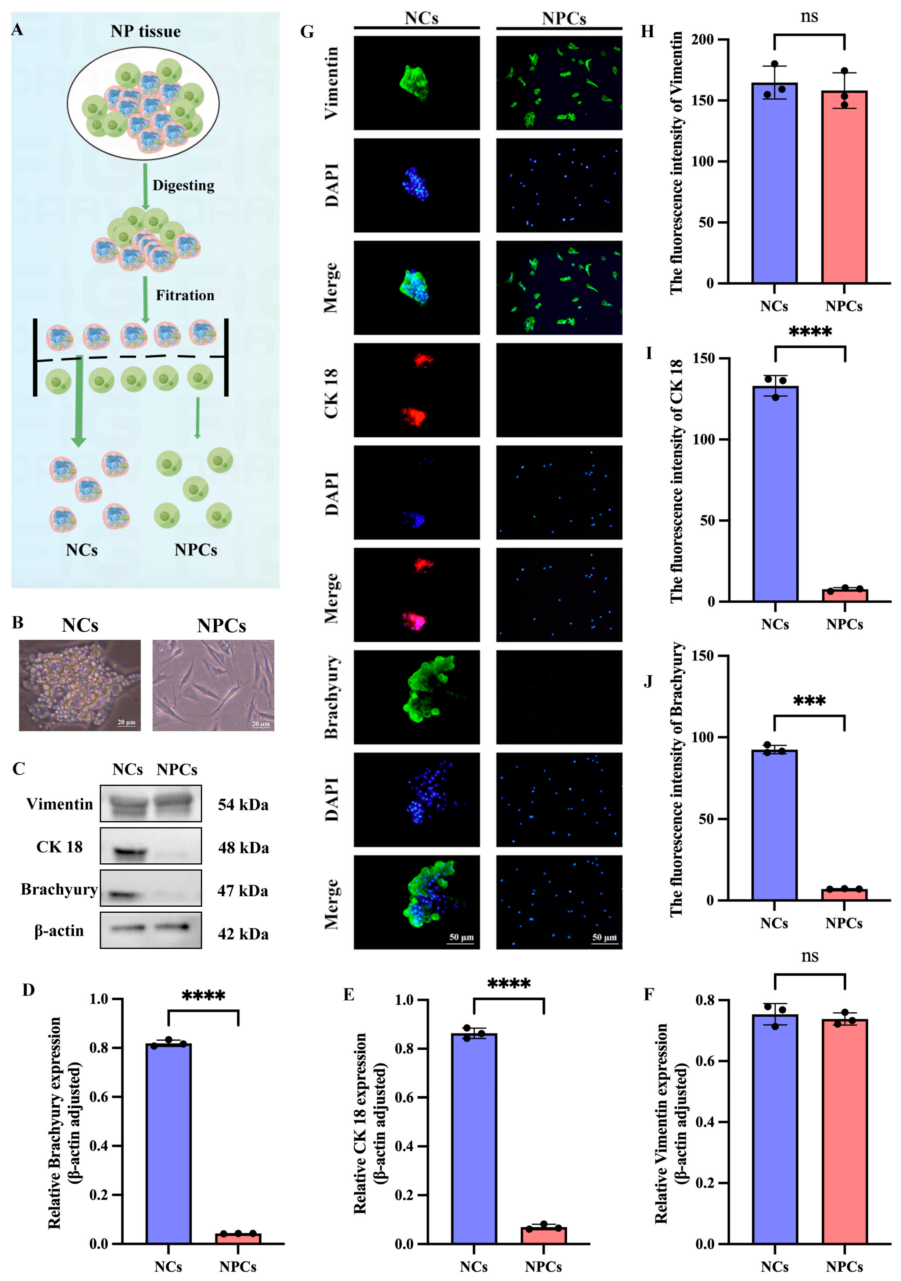 Comprehensive Transcriptomic Analysis and Experimental Validation of ...