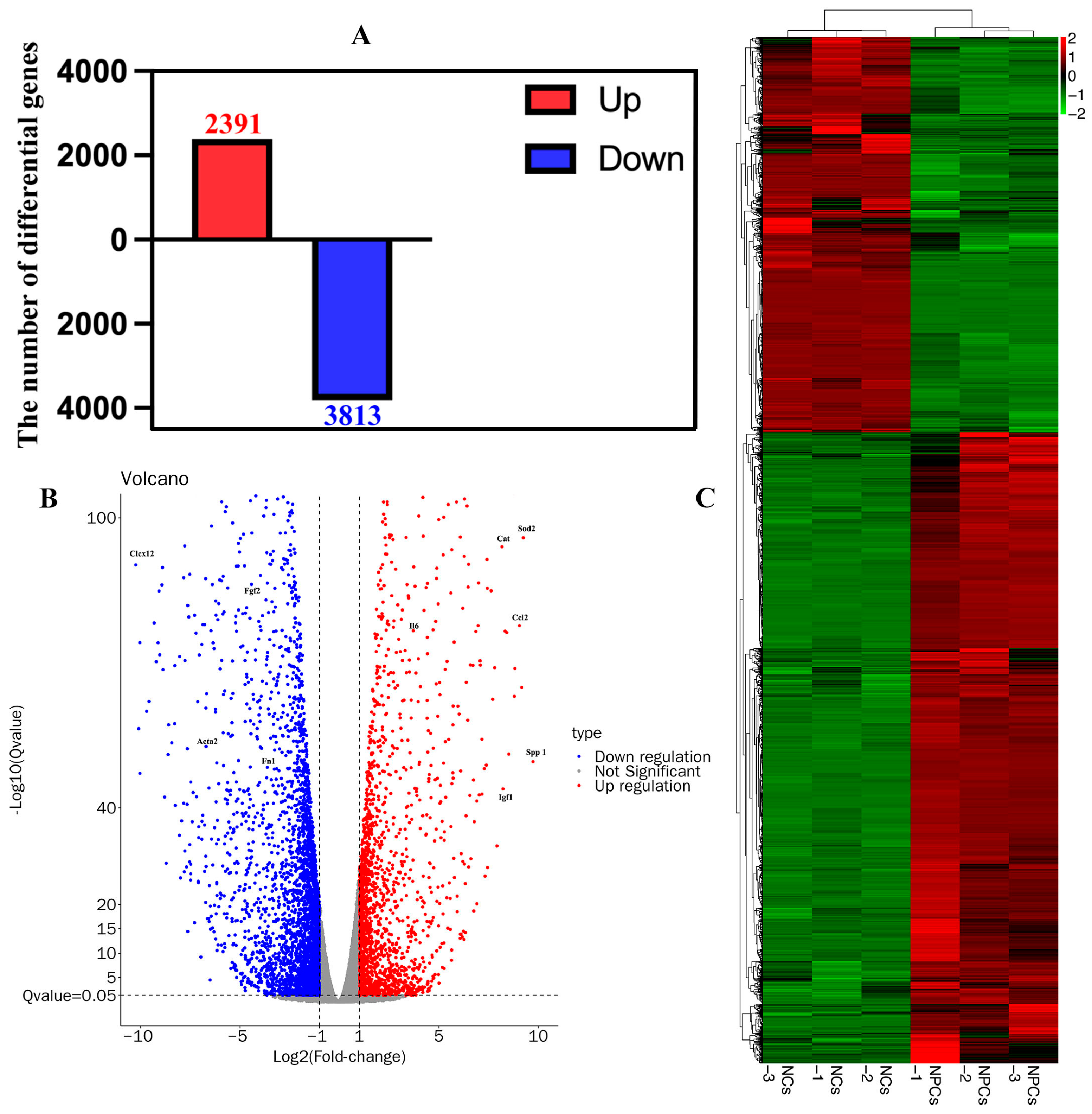 Comprehensive Transcriptomic Analysis and Experimental Validation of ...
