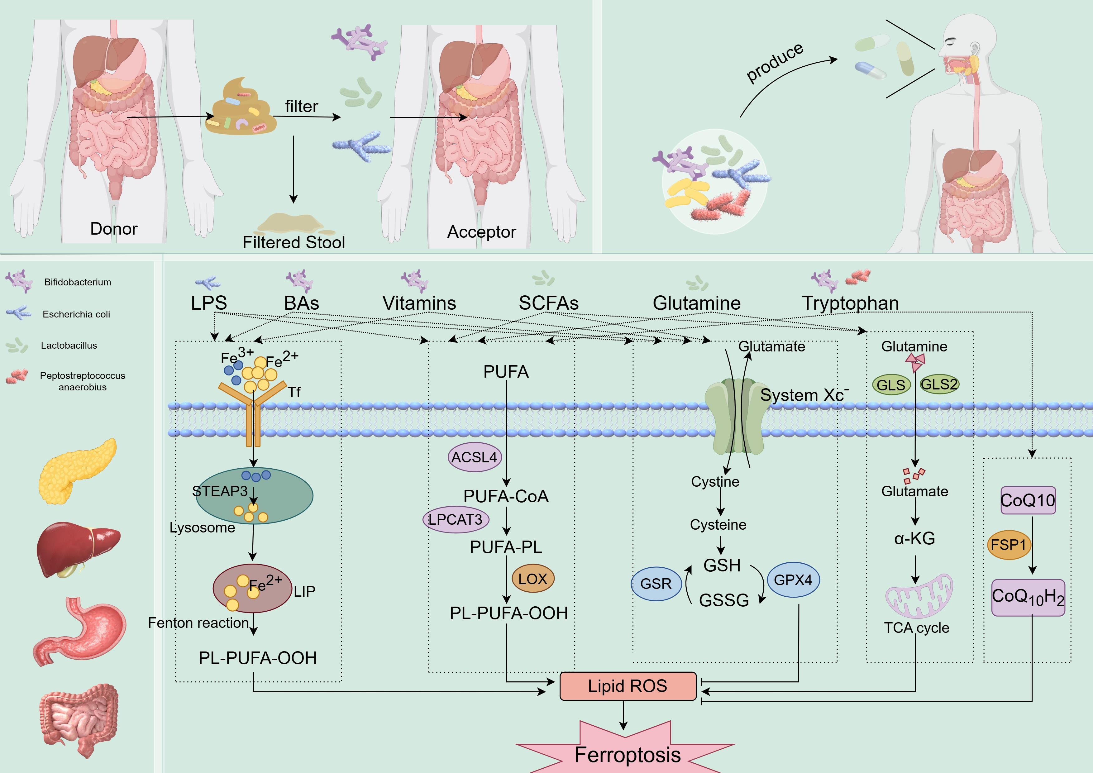 The Gut Microbiota–Ferroptosis Axis: Emerging Perspectives in ...