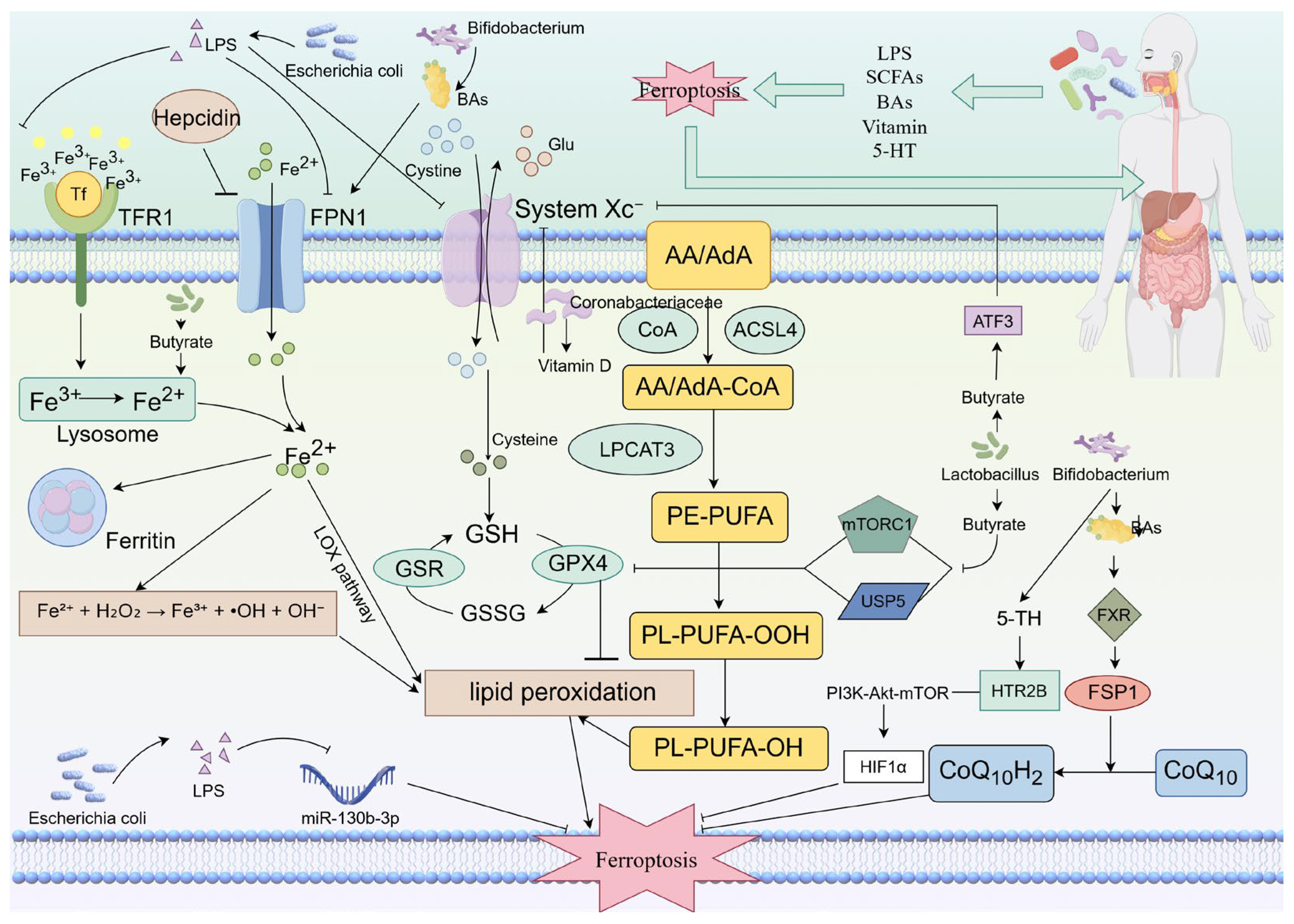 The Gut Microbiota–Ferroptosis Axis: Emerging Perspectives in ...