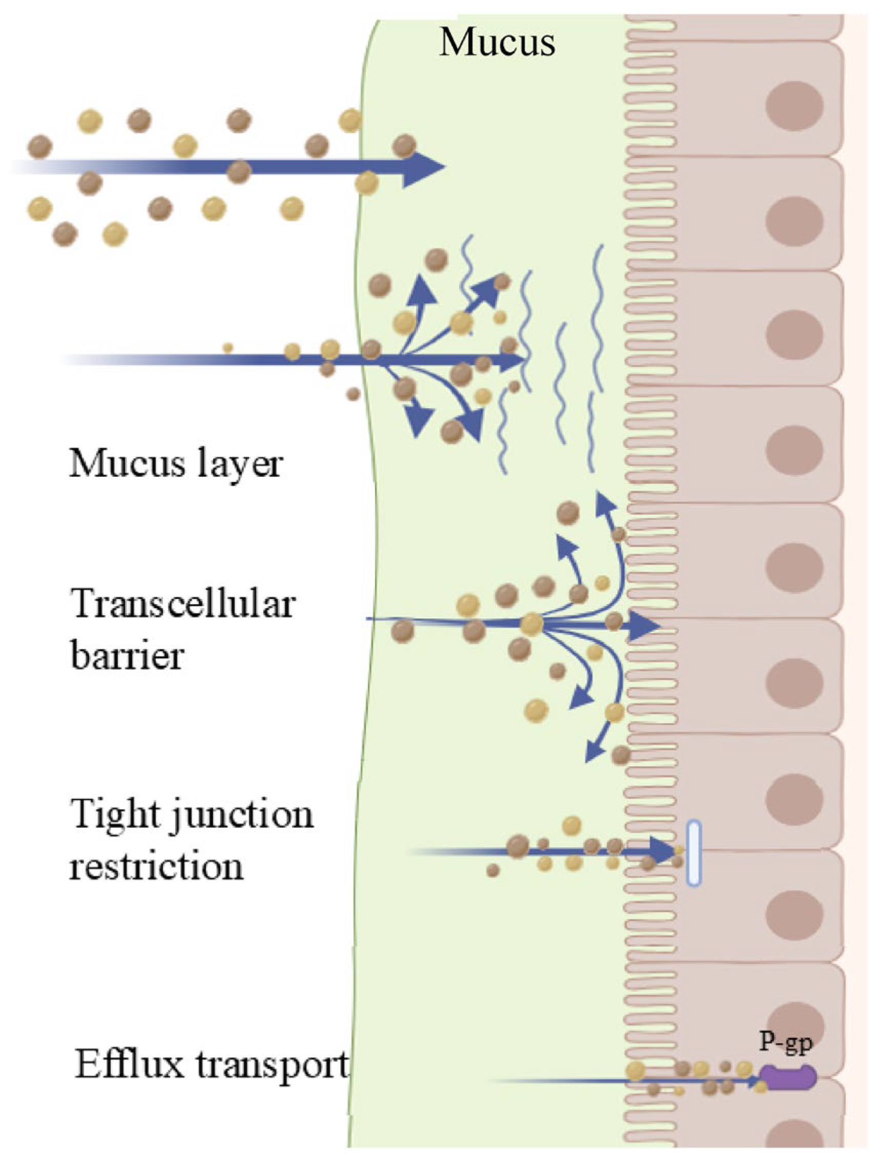 Recent Advances in Oral Drug Delivery Systems for BCS III Drugs